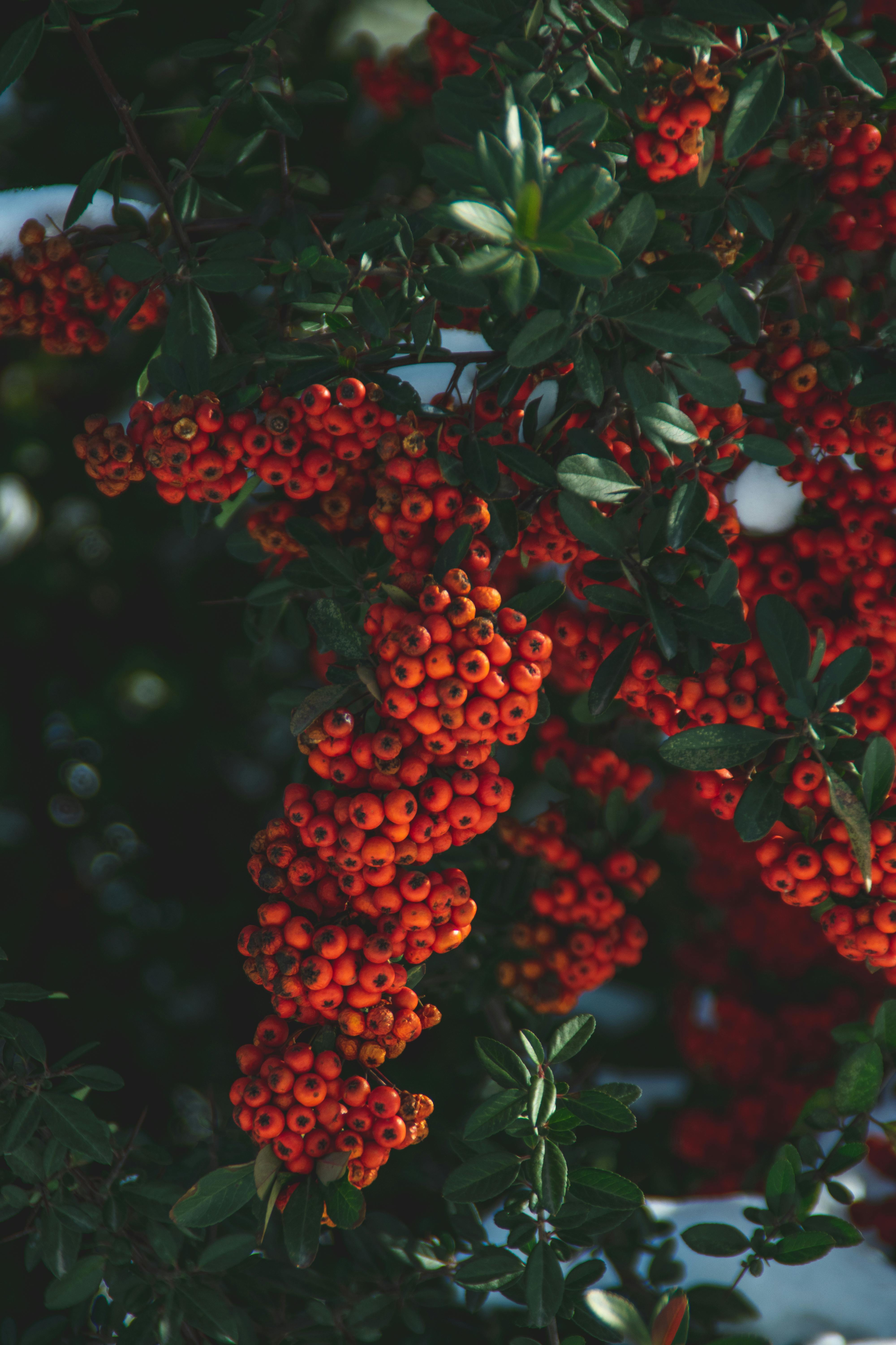 Red Berries Photos, Download The BEST Free Red Berries Stock Photos ...