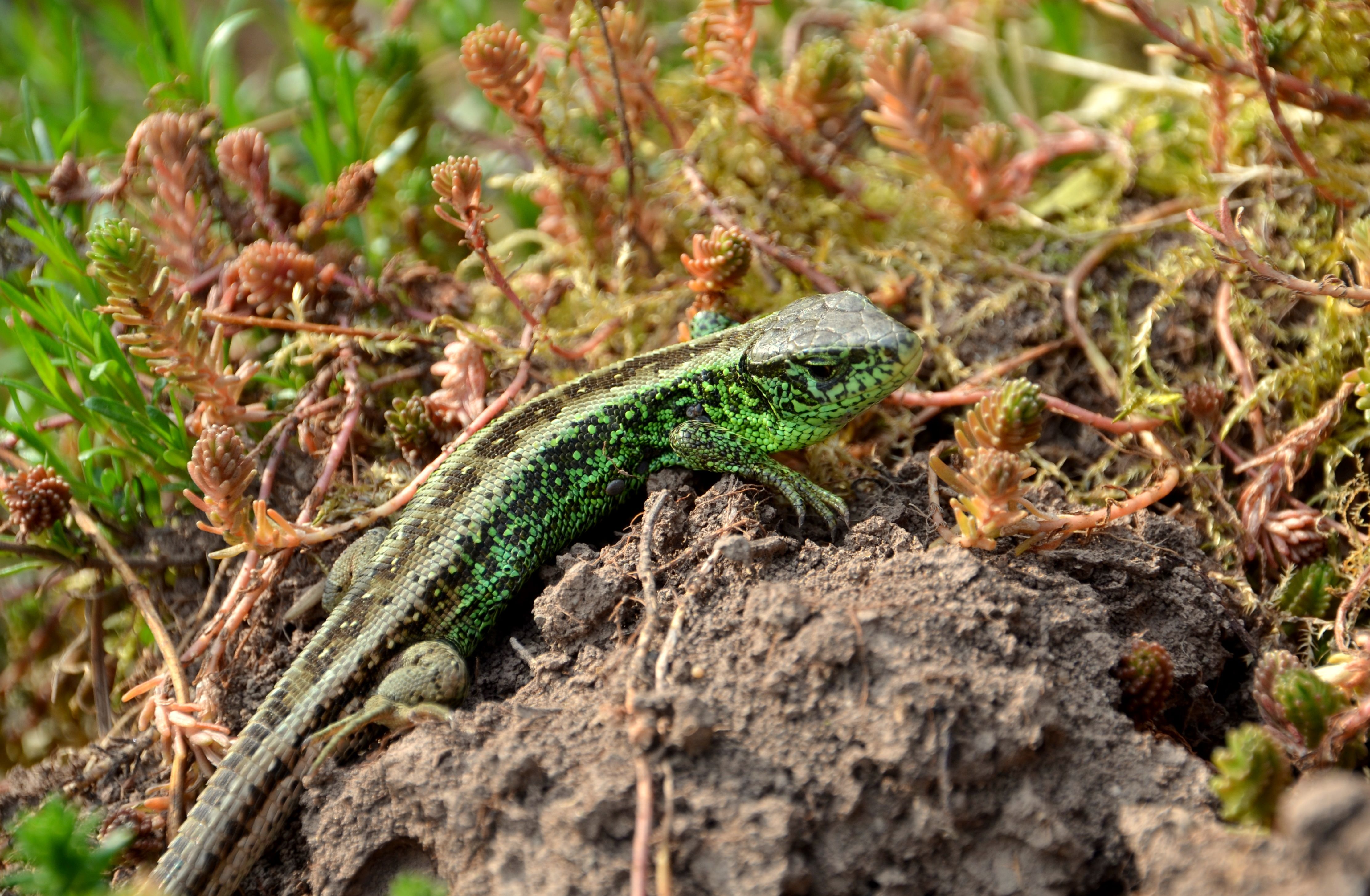 Vibrant Green Lizard on Earthy Terrain · Free Stock Photo