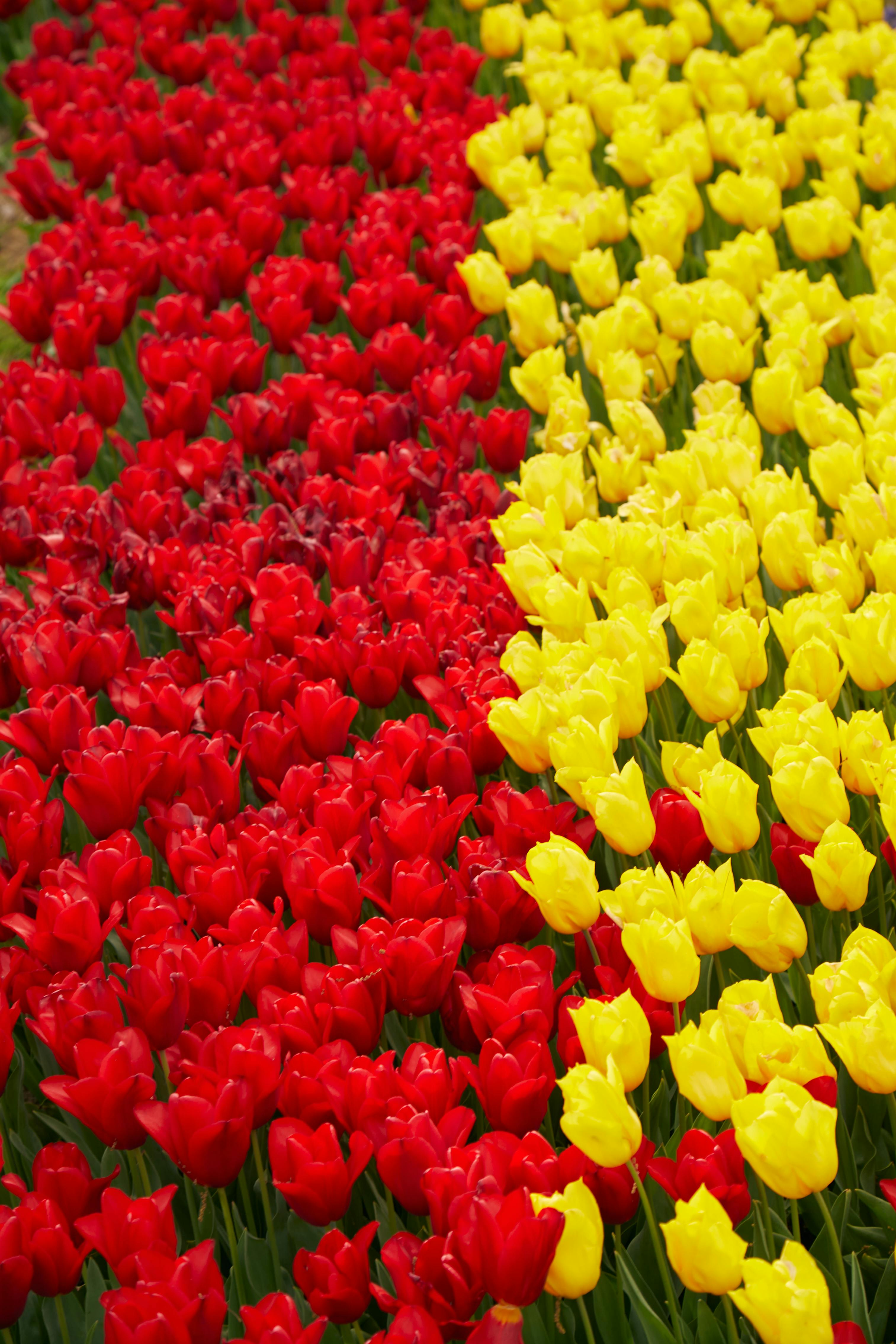Tulip Patch Photos, Download The BEST Free Tulip Patch Stock Photos ...