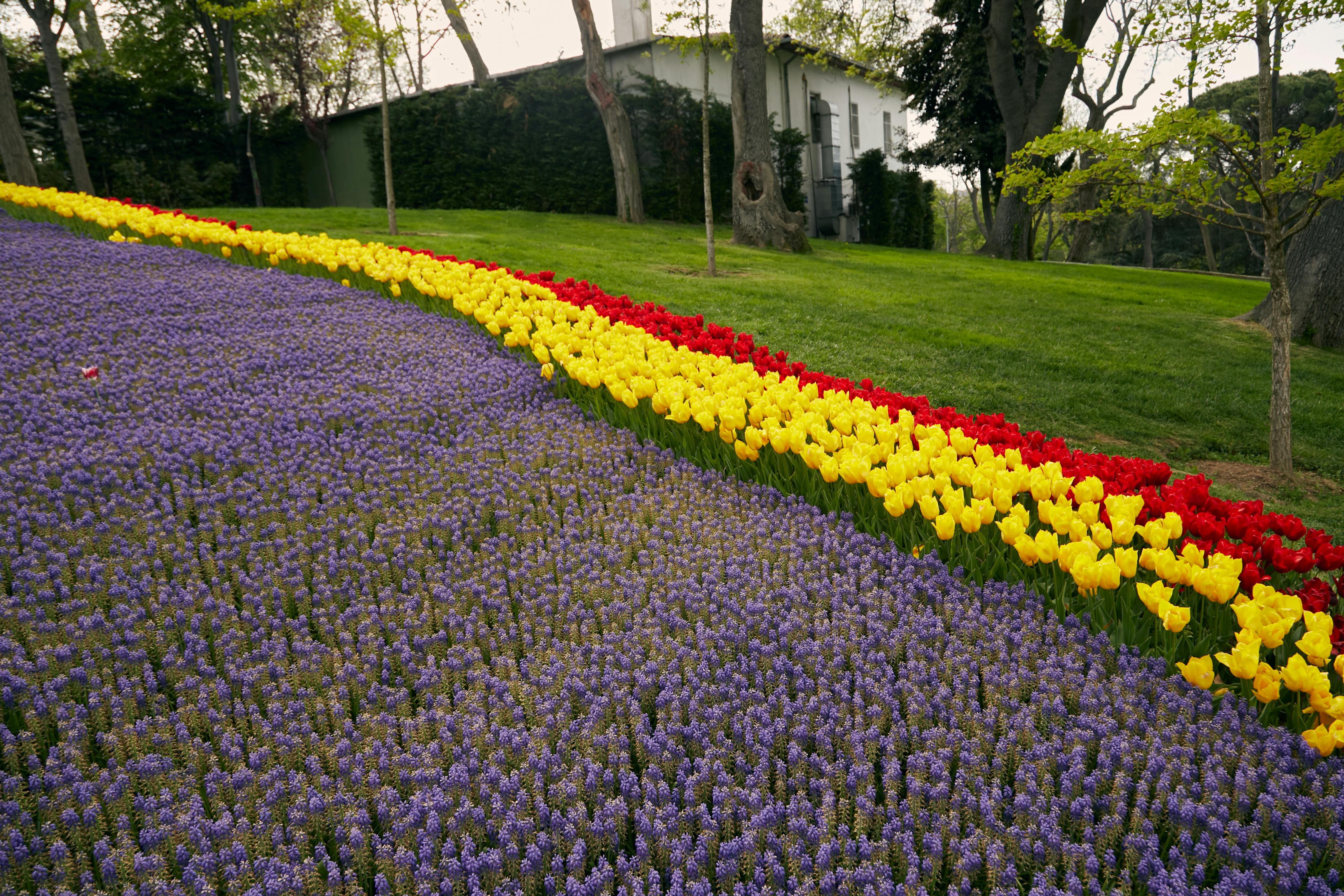 Colorful Tulip Garden in Bloom During Spring · Free Stock Photo