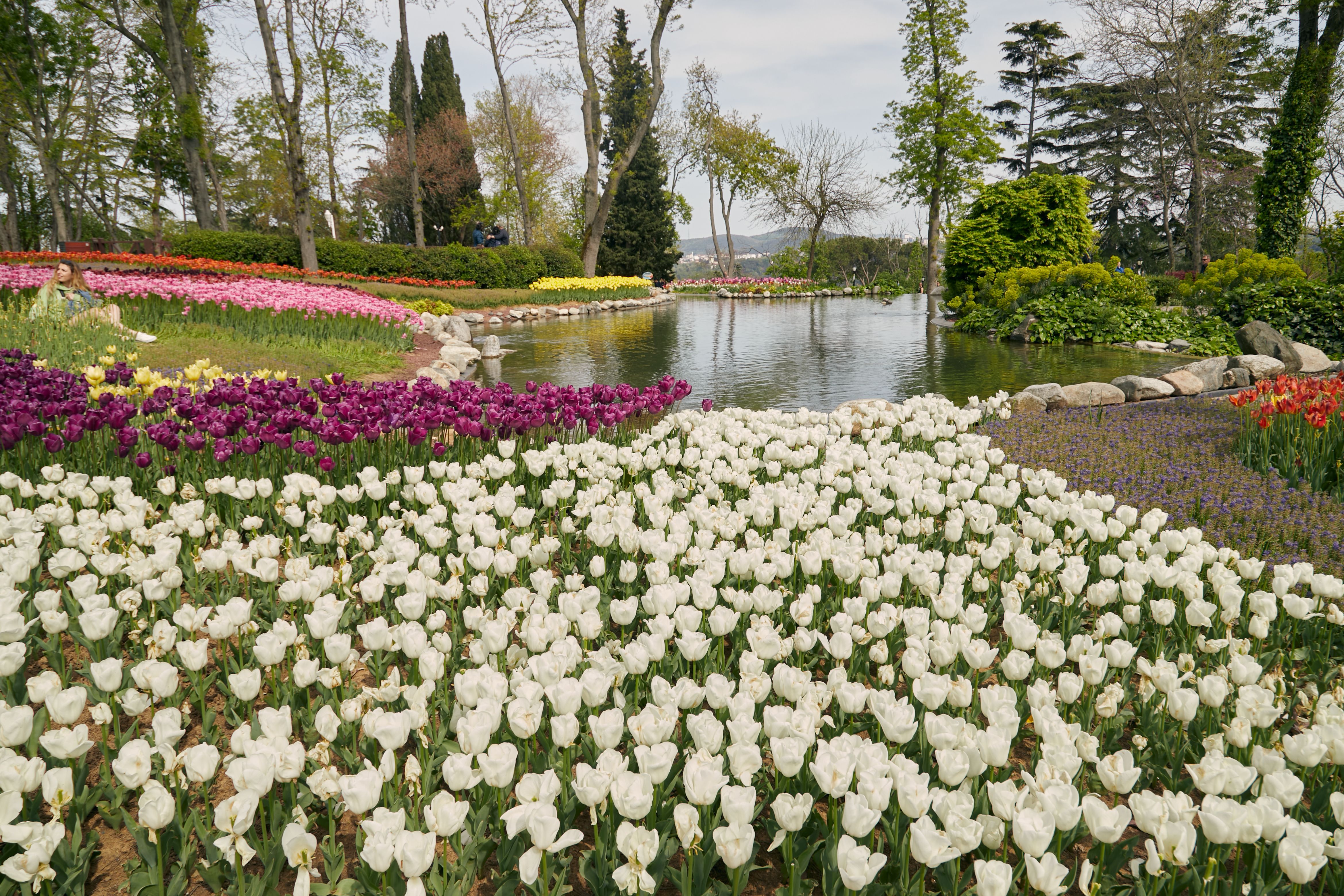 Scenic Garden with Blooming Tulips by a Tranquil Pond · Free Stock Photo