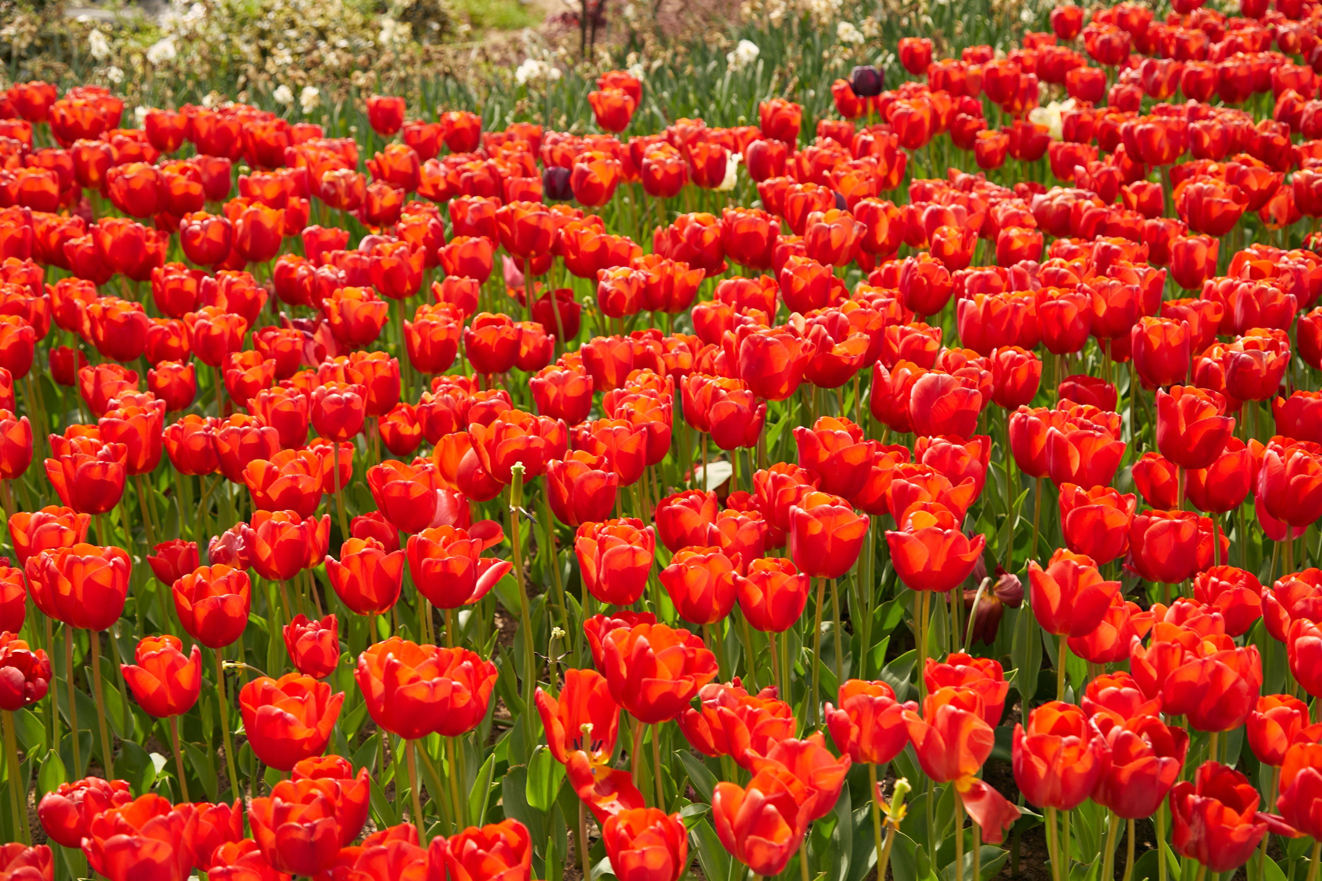 Vibrant Red Tulip Field in Springtime · Free Stock Photo