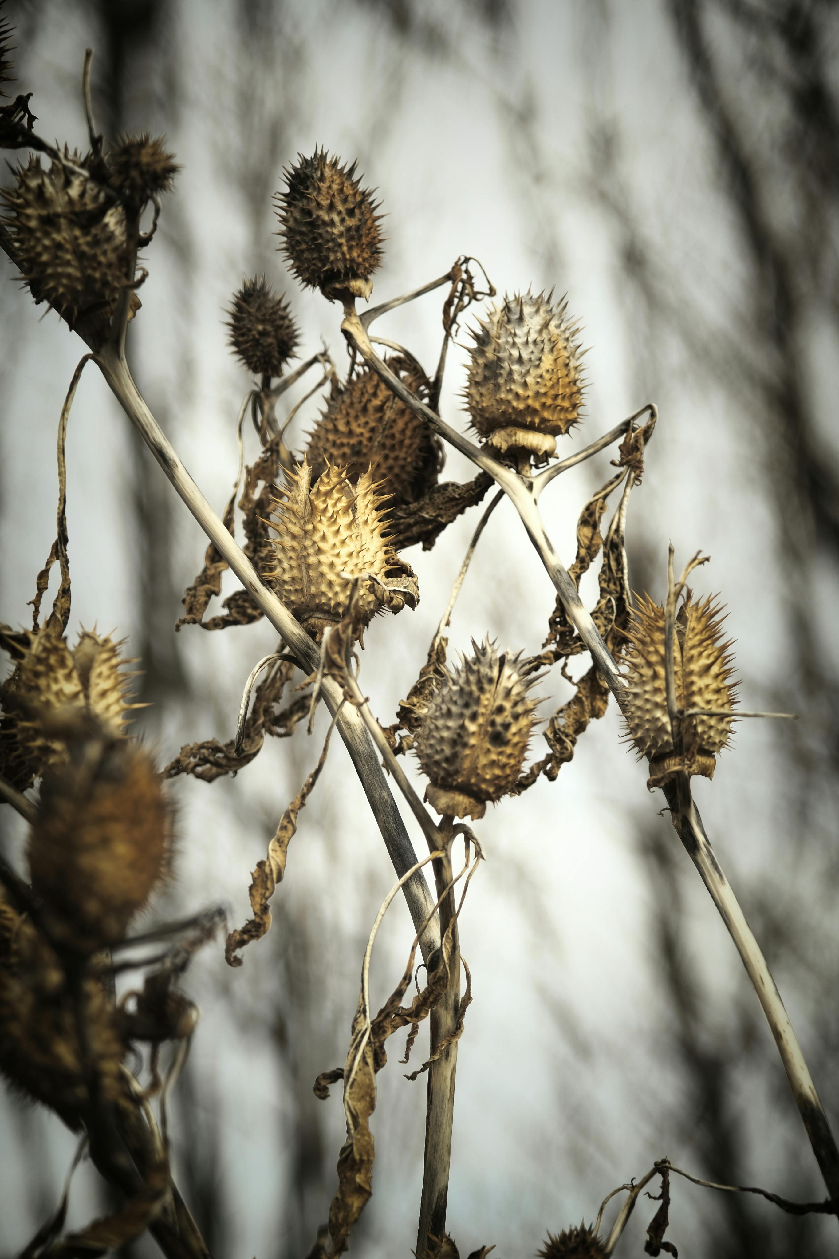 Dried Spiky Plant Stems in Late Autumn · Free Stock Photo