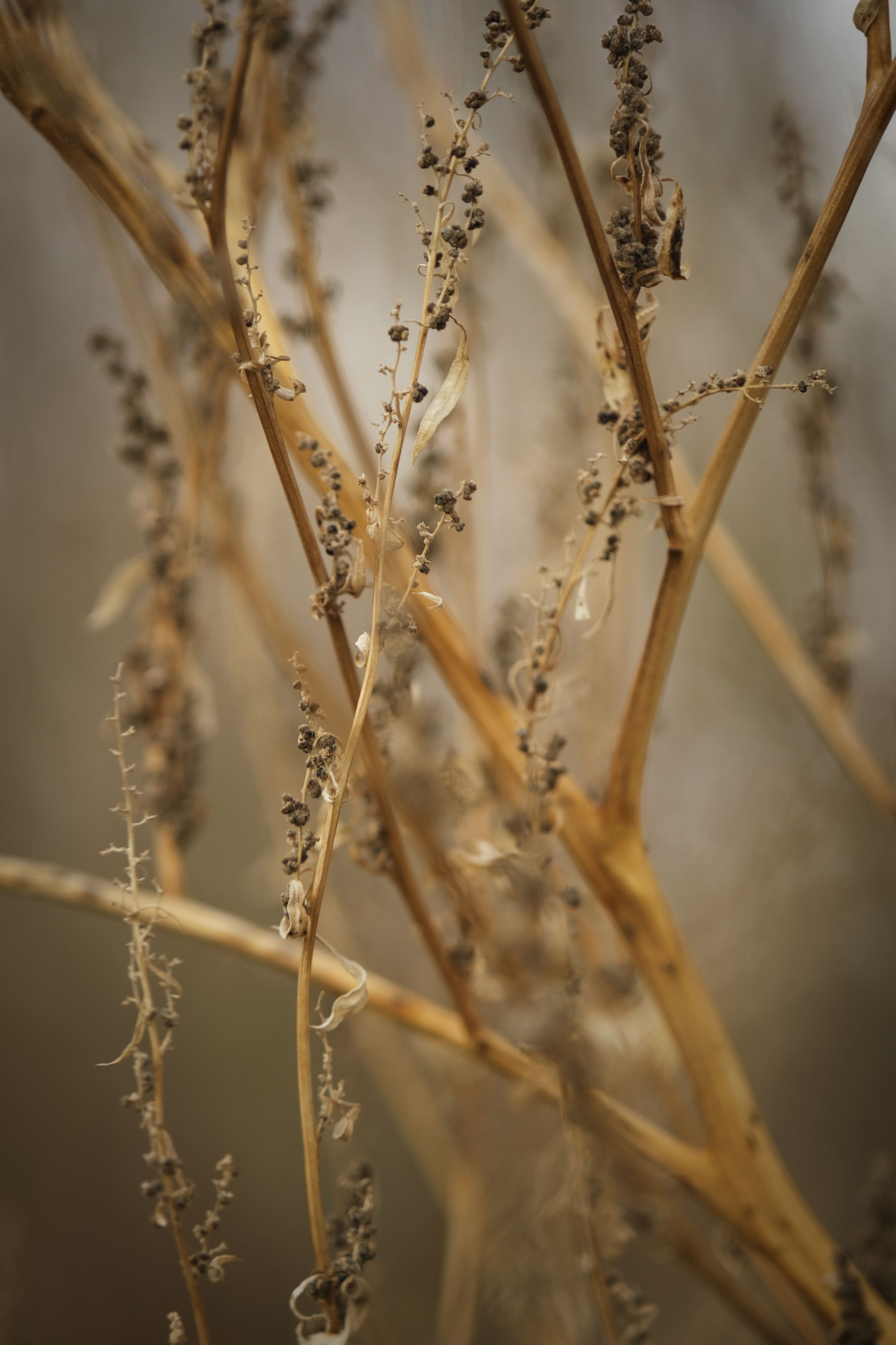 Dry Stalks of Brown Plants in Autumn Light · Free Stock Photo