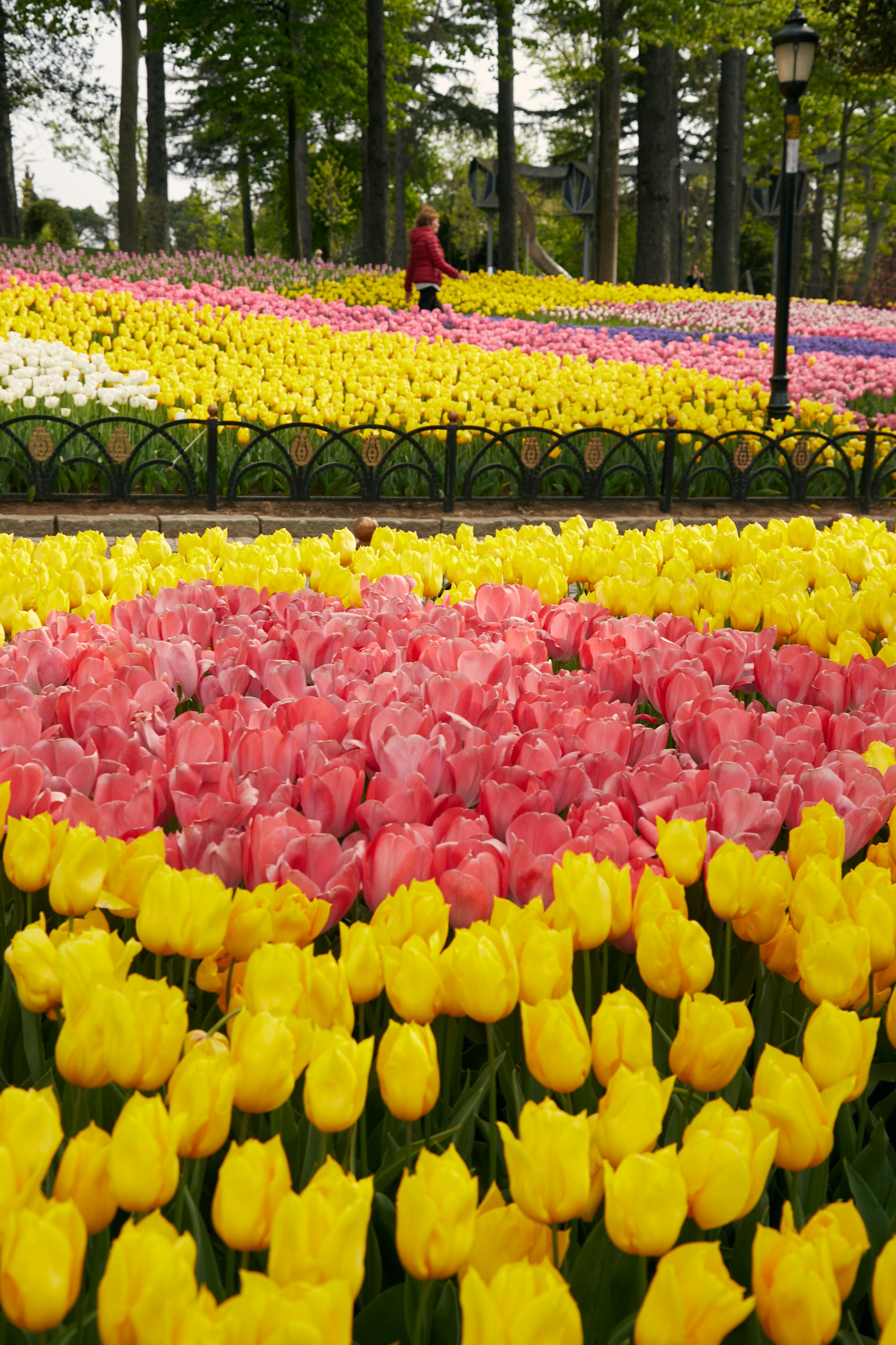 Vibrant Spring Tulip Garden in Bloom · Free Stock Photo