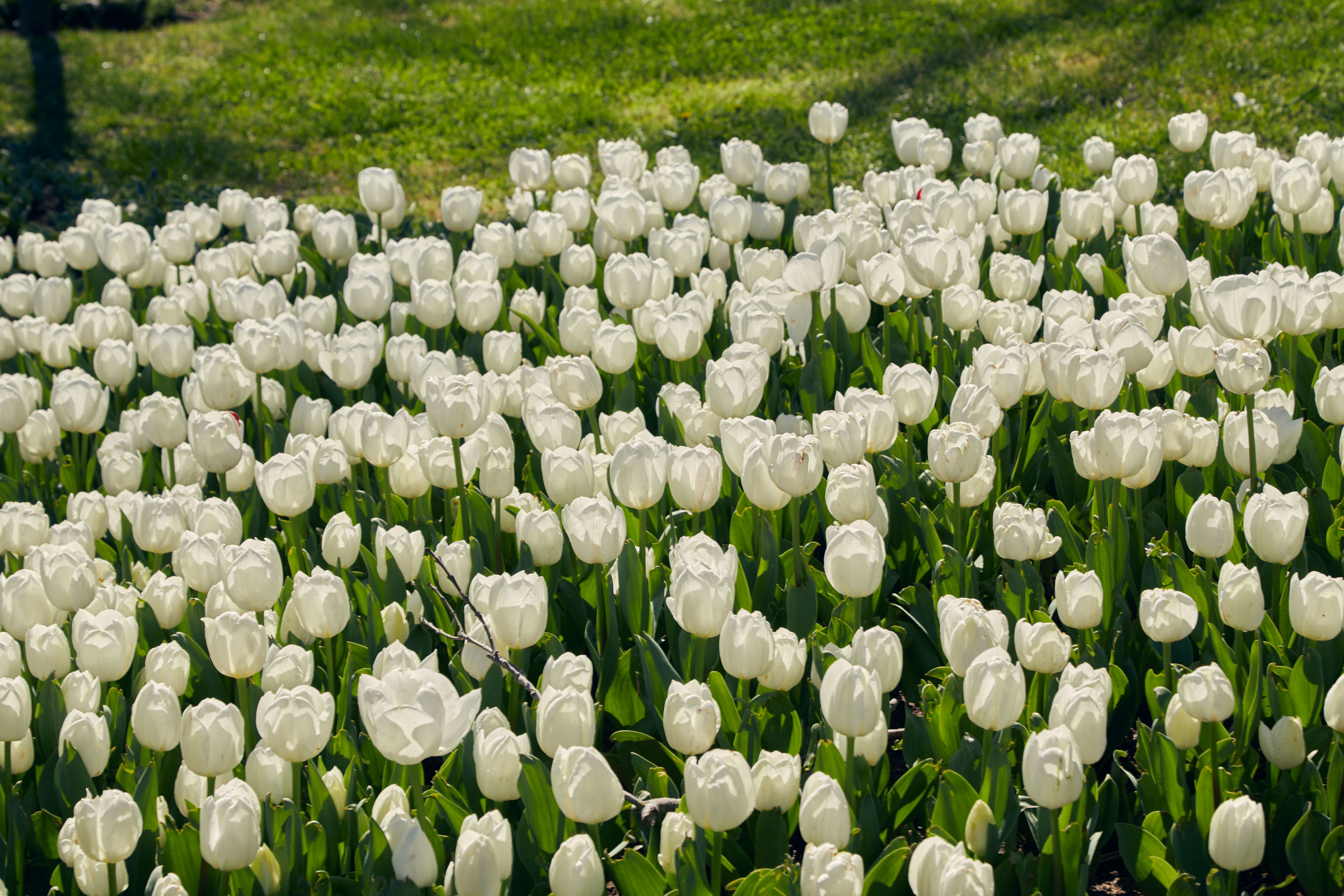 Vibrant Field of White Tulips in Springtime · Free Stock Photo