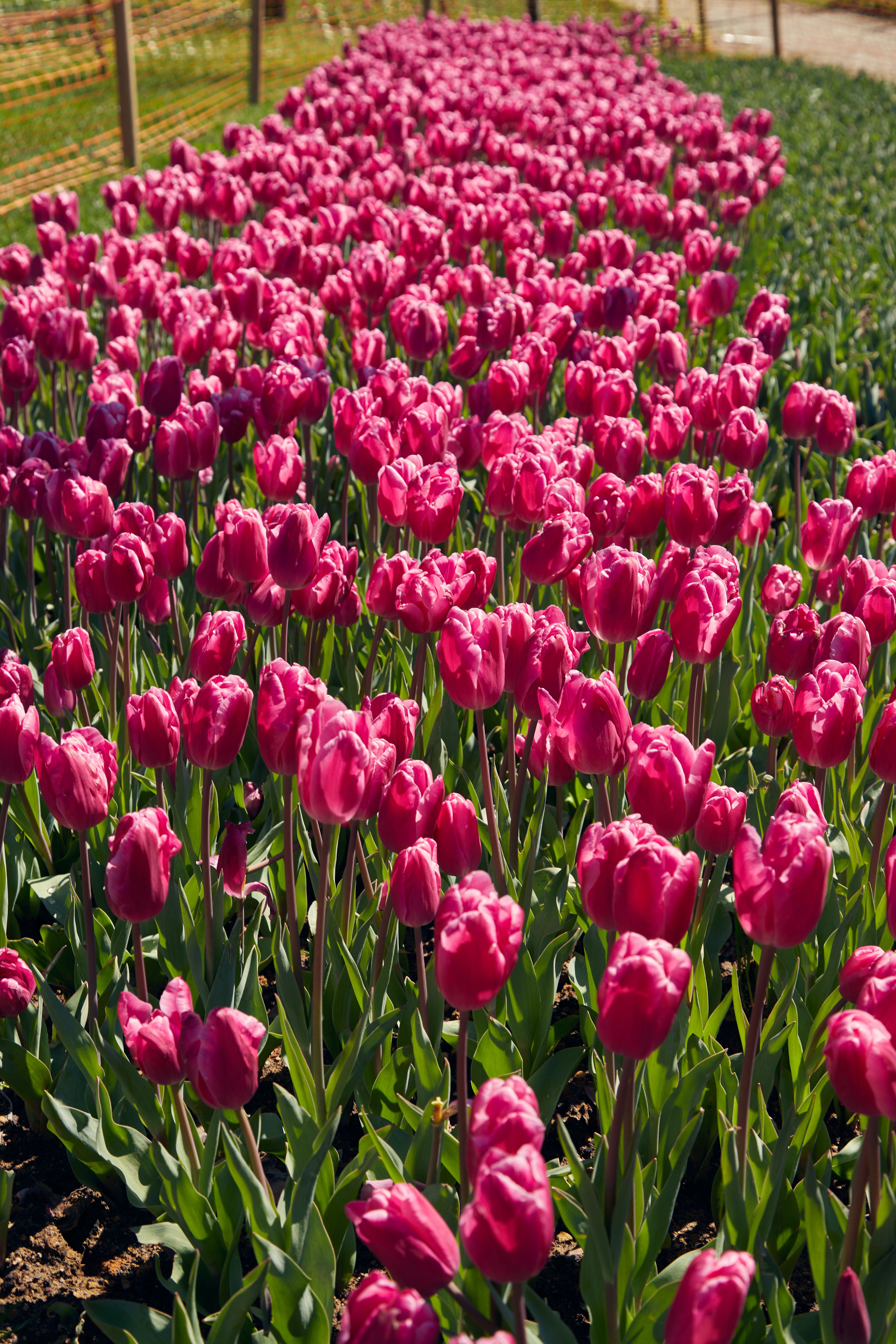 Pink Tulip Flowers At One Side Photos, Download The BEST Free Pink ...