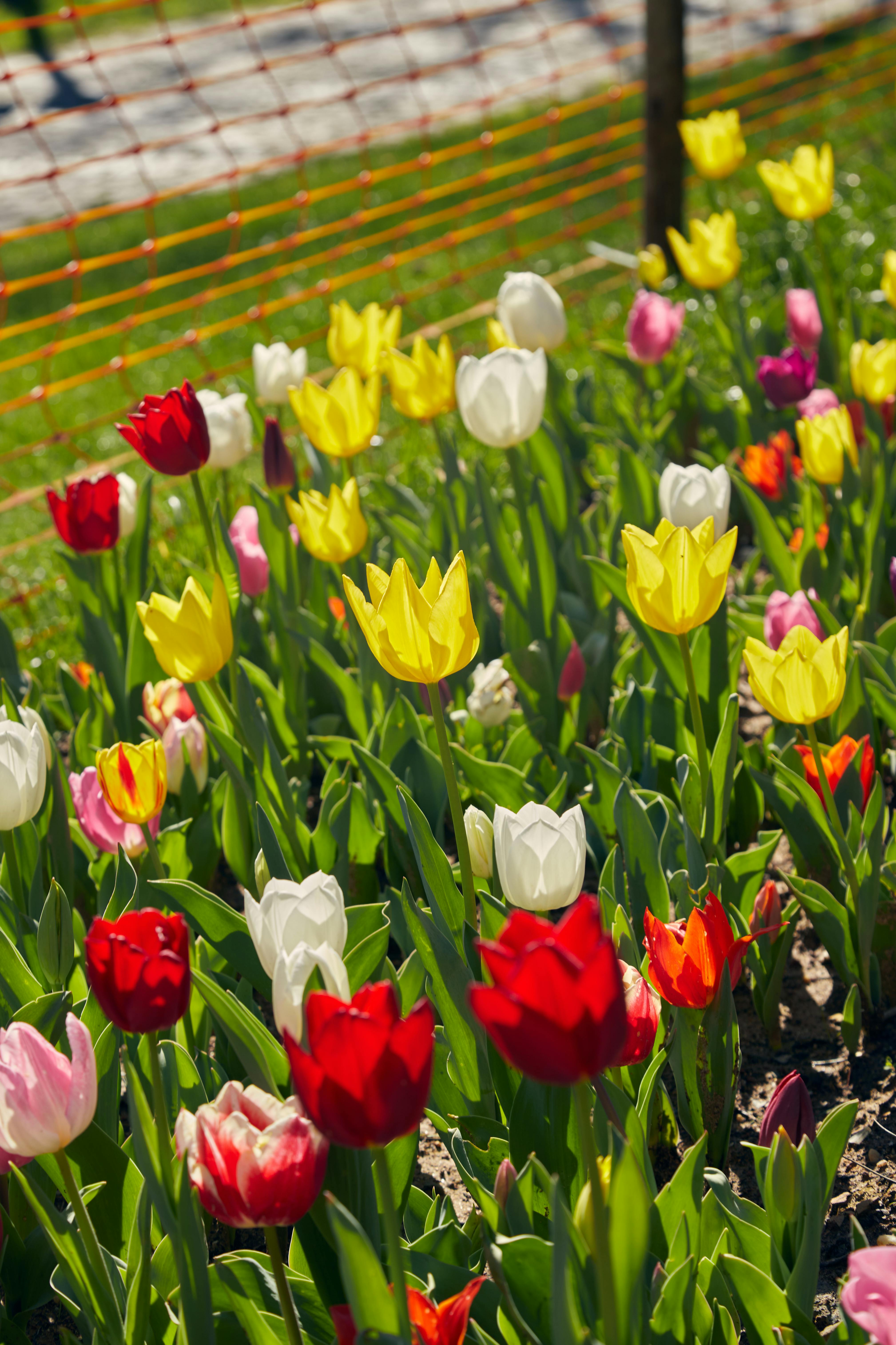 Best Floer Photos · 100% Free Download · Pexels Stock Photos