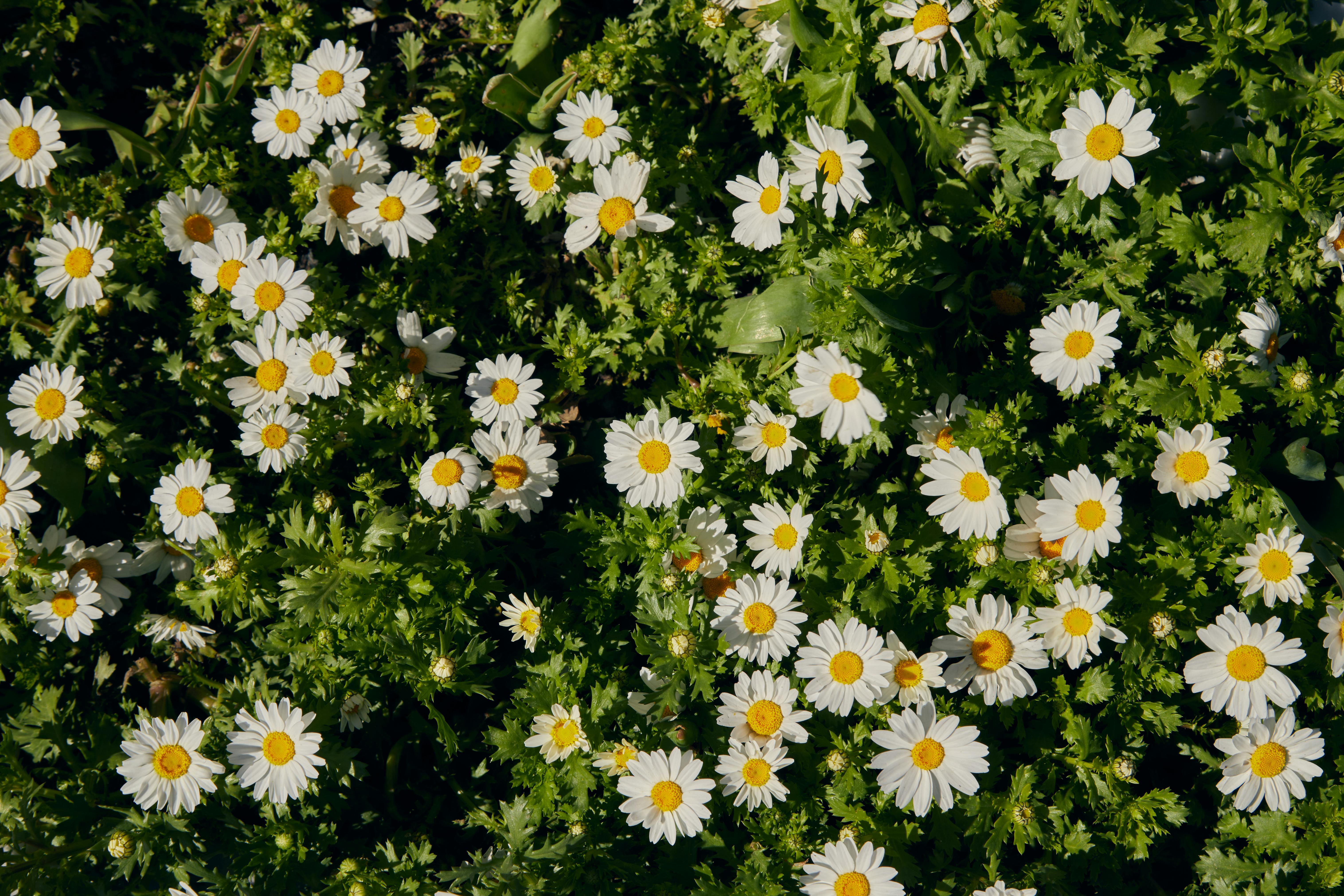 Vibrant Daisy Field in Full Bloom · Free Stock Photo