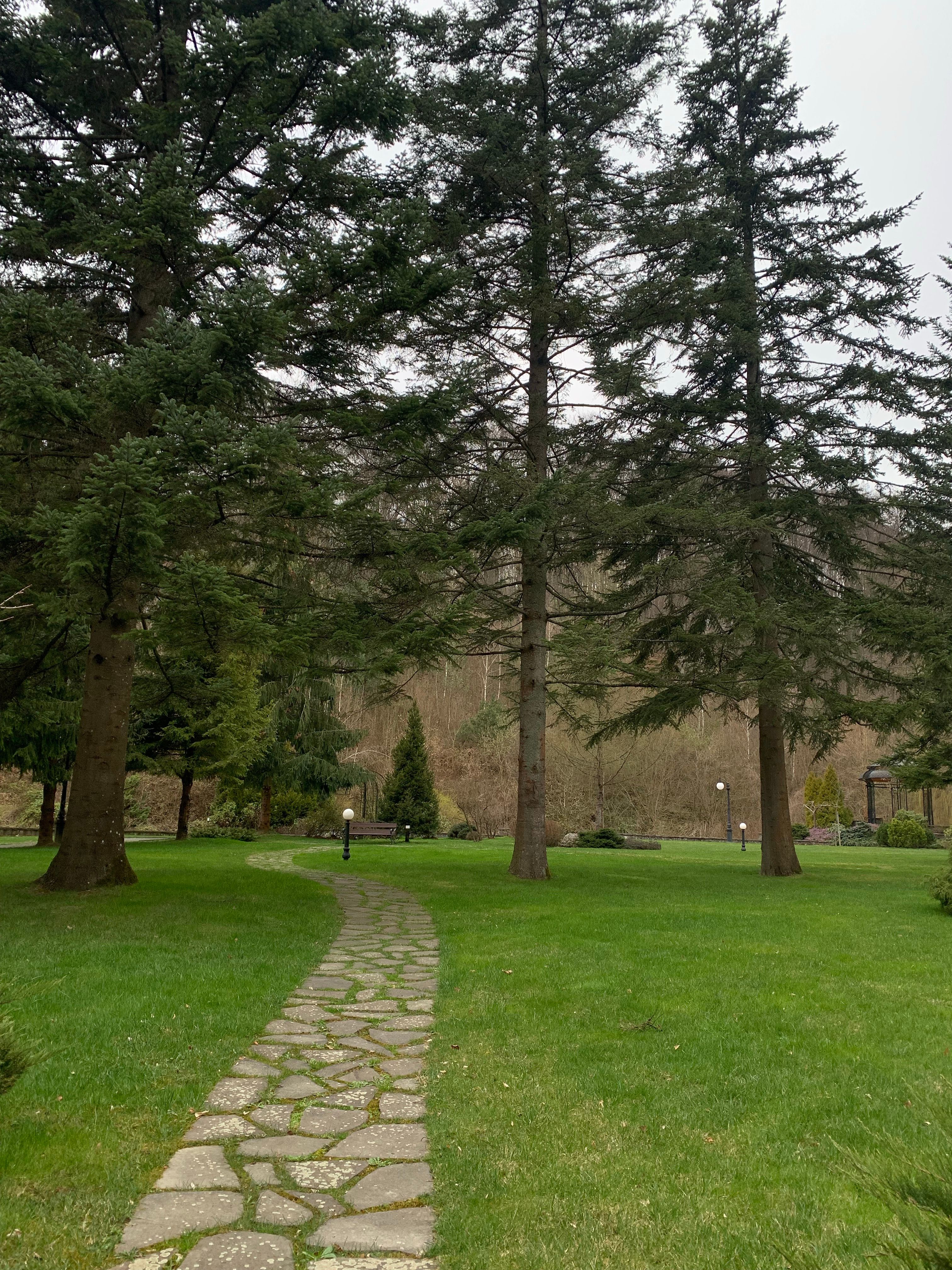 Scenic Forest Pathway with Tall Pine Trees · Free Stock Photo