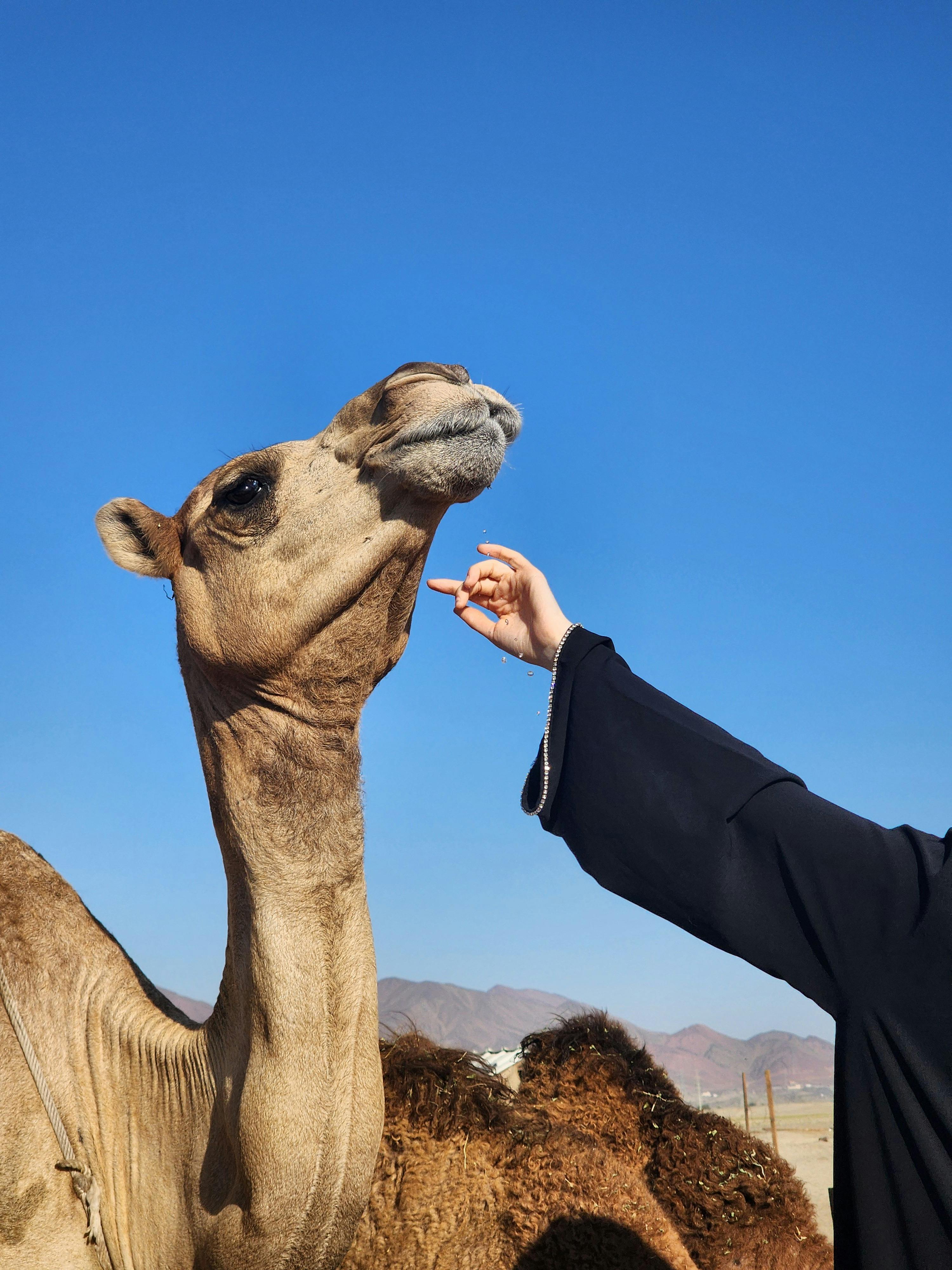 Camel Interaction in the Desert Landscape · Free Stock Photo
