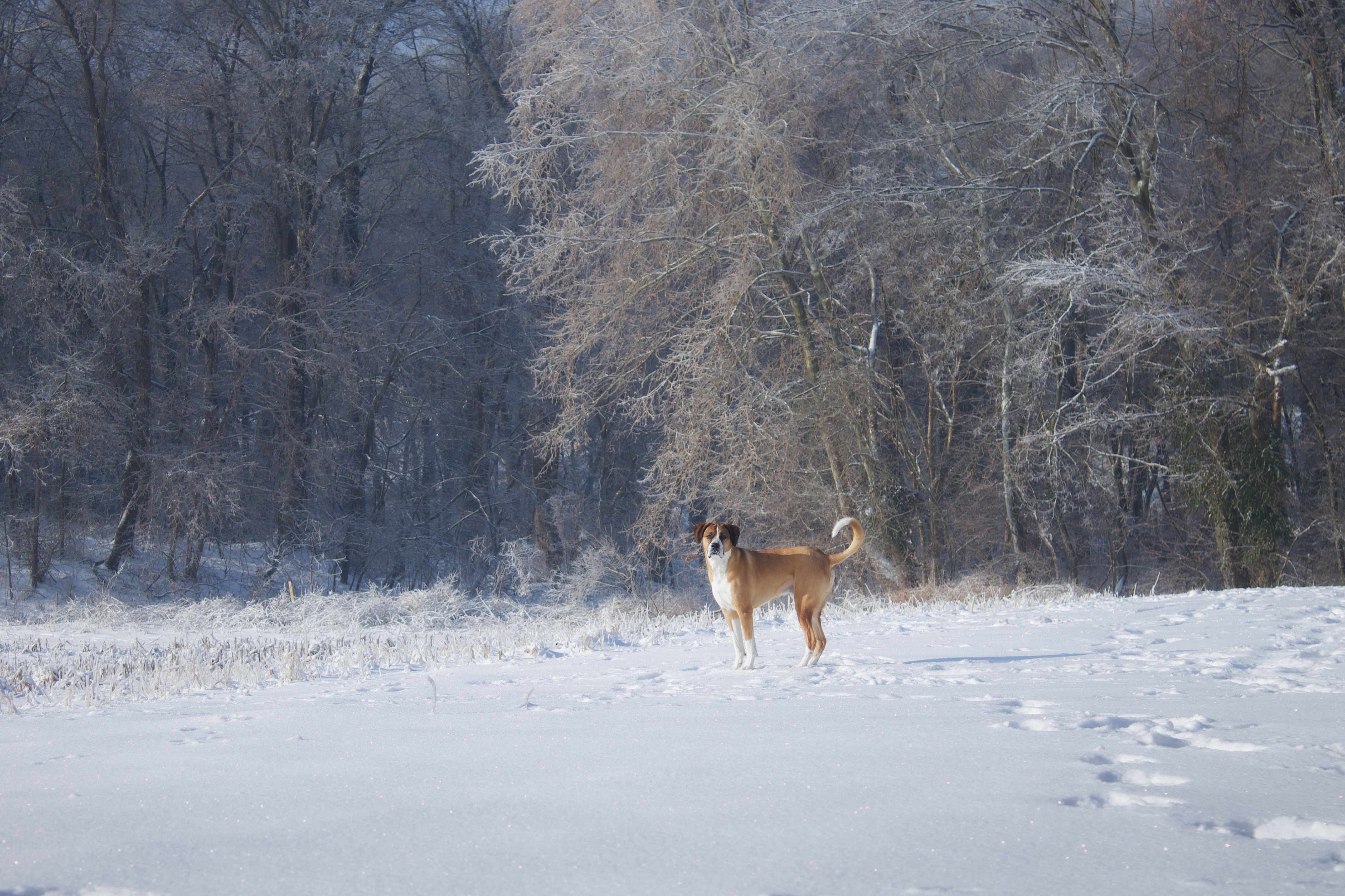 Dog Standing in Winter Snowy Forest Landscape · Free Stock Photo