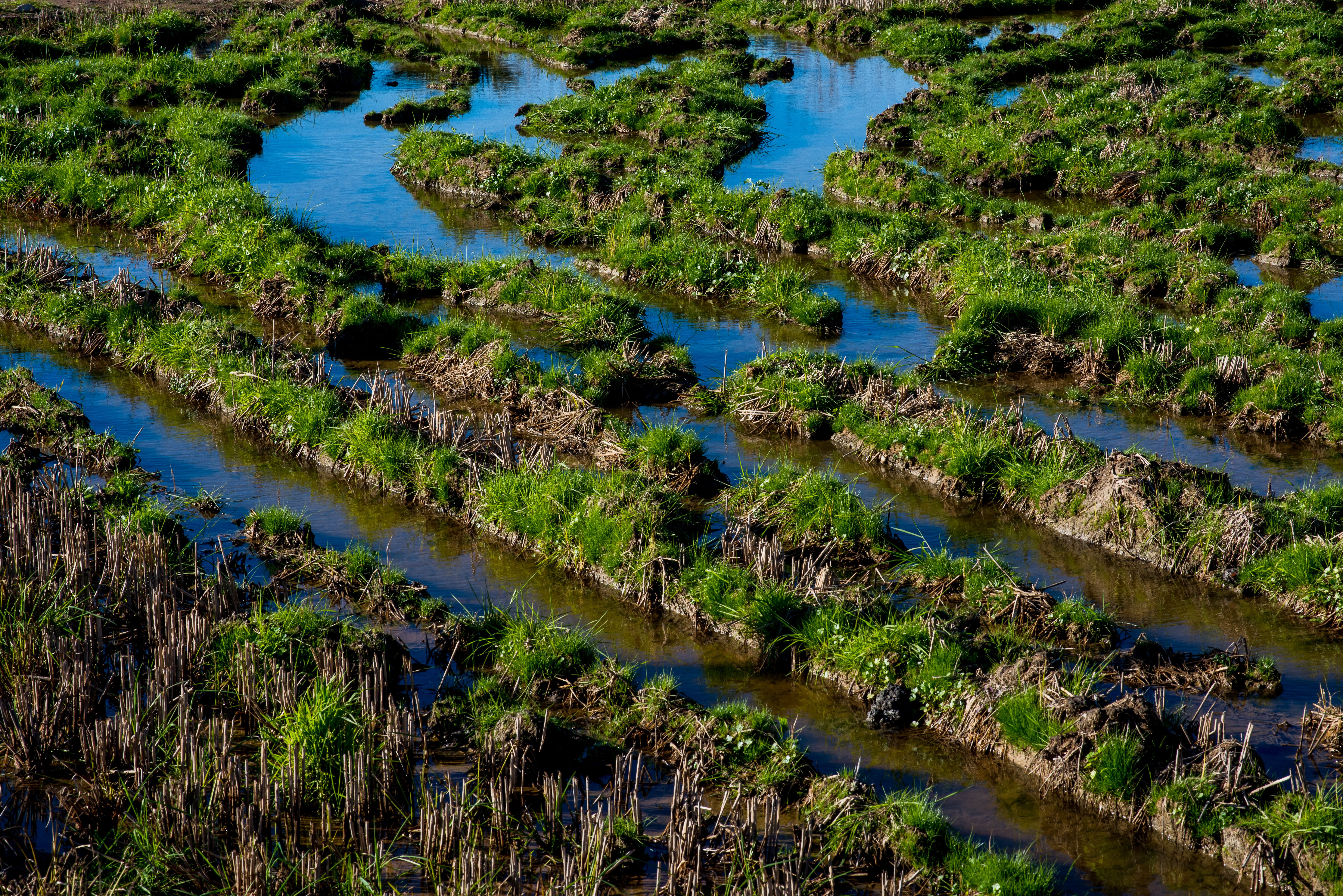 Lush Green Rice Paddies with Water Reflections · Free Stock Photo