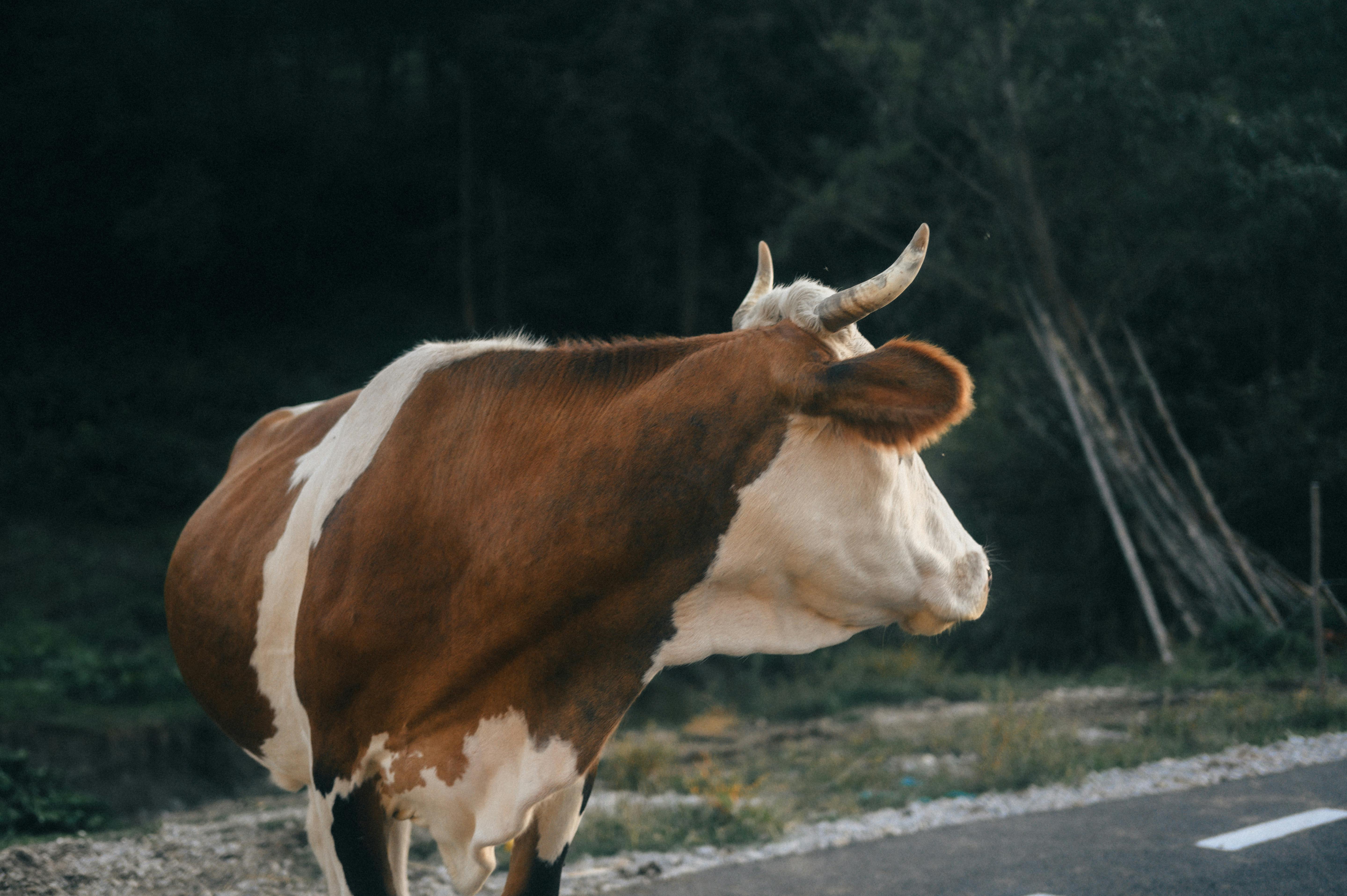 Cow Drunk Photos, Download The BEST Free Cow Drunk Stock Photos & HD Images