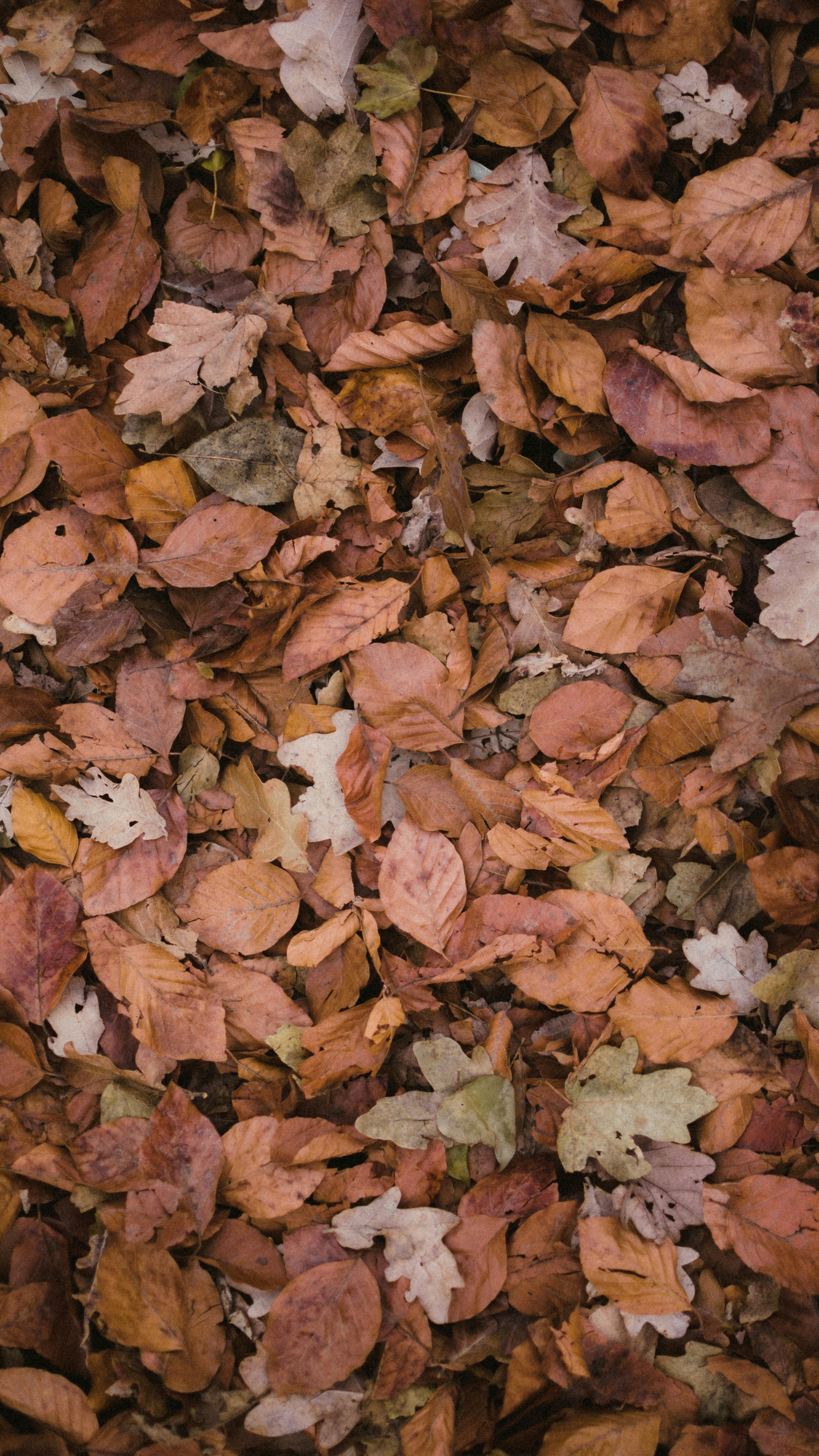 Autumn Leaves Texture Background · Free Stock Photo