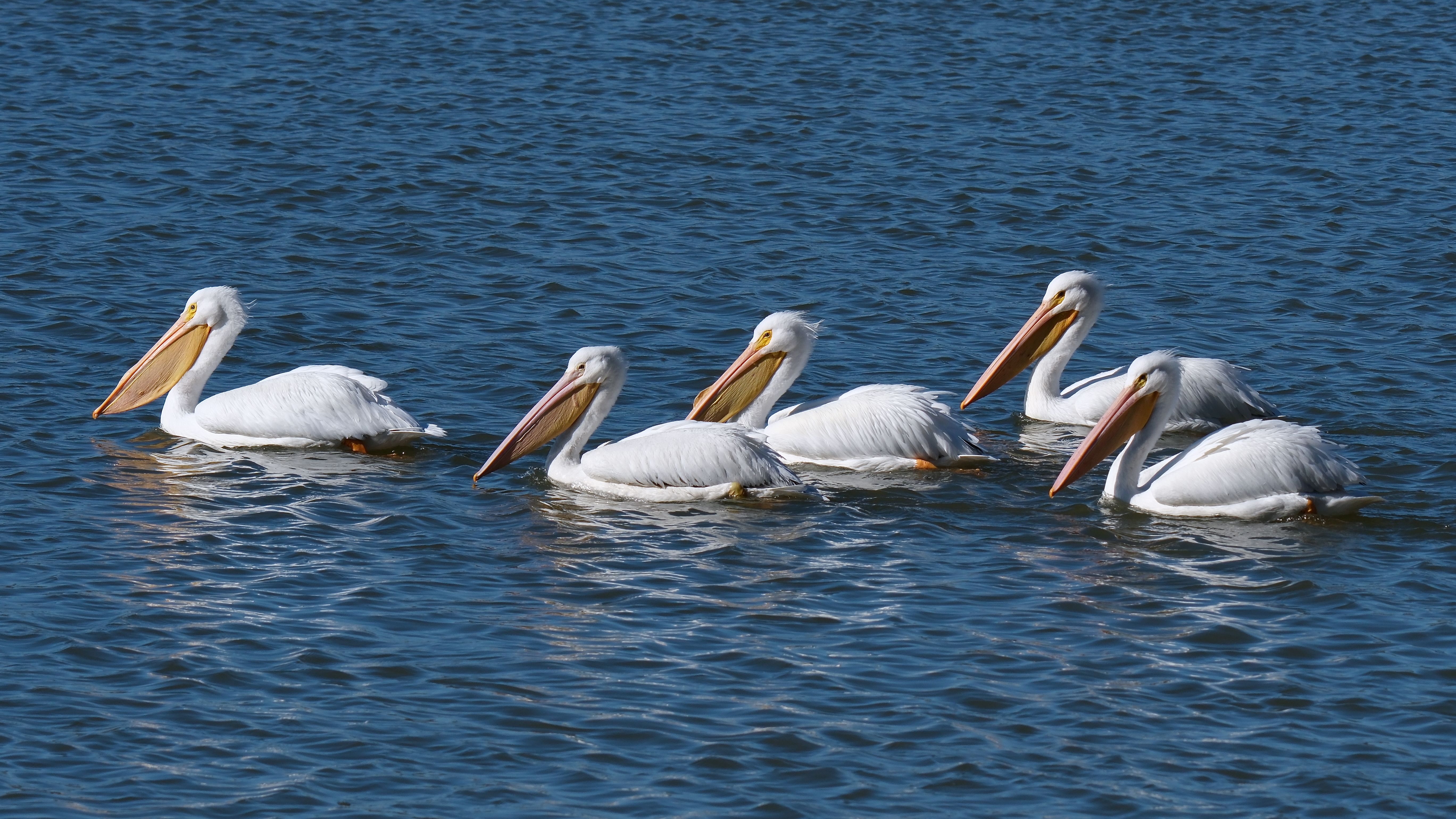 Coopers Pond Photos, Download The BEST Free Coopers Pond Stock Photos ...