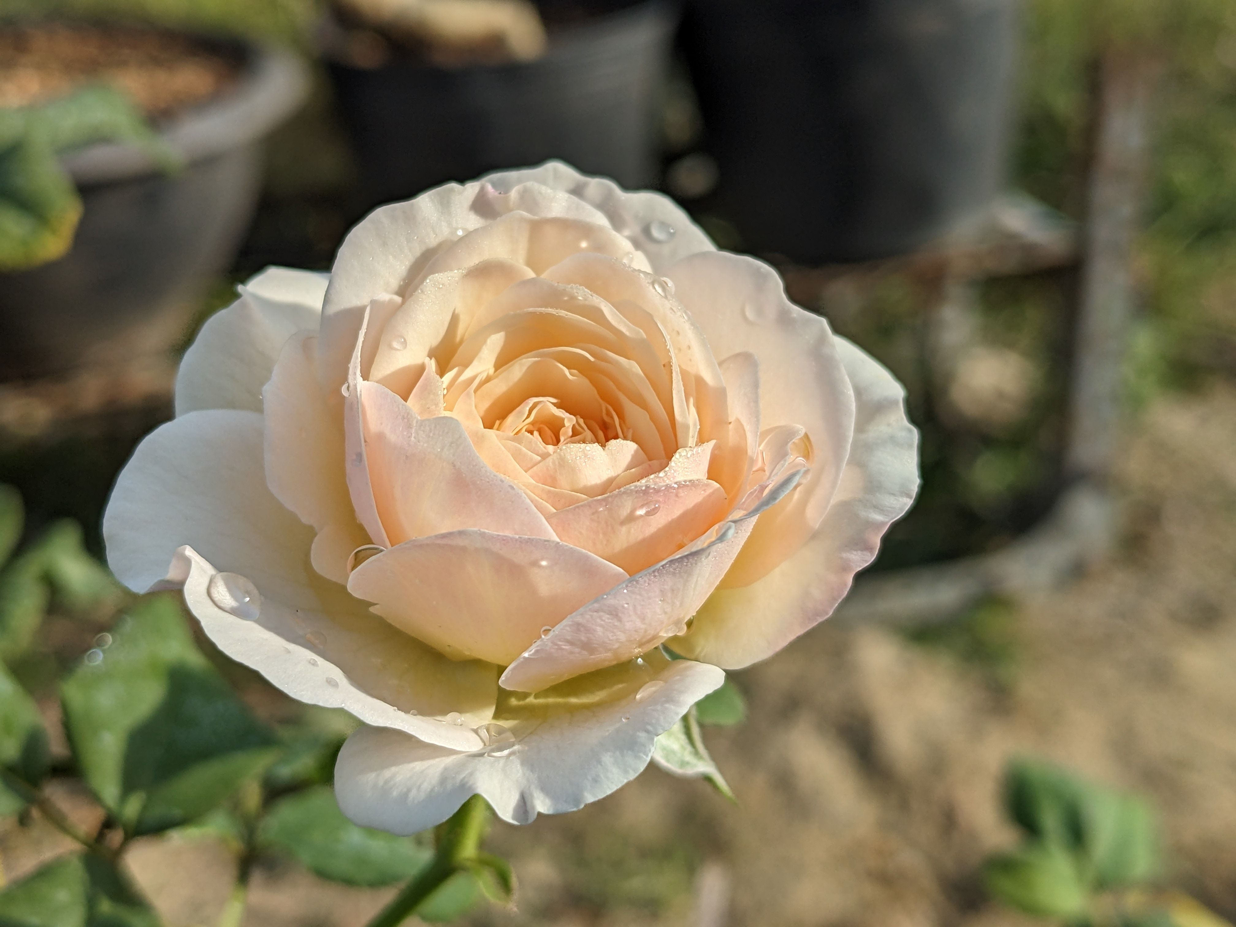 Close-up of a Dew-Kissed Peach Rose Bloom · Free Stock Photo