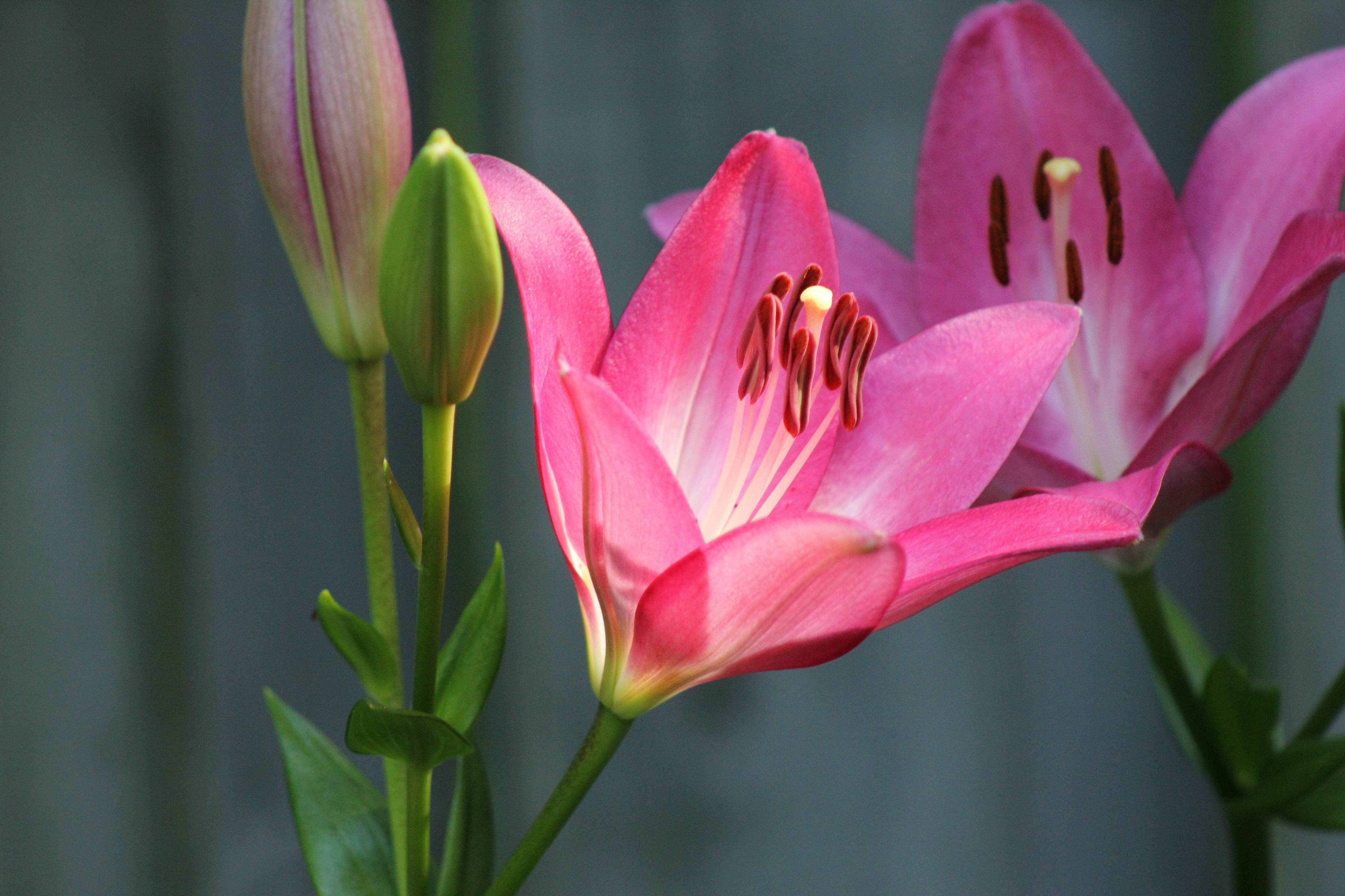 Tangent Plant Photos, Download The BEST Free Tangent Plant Stock Photos ...