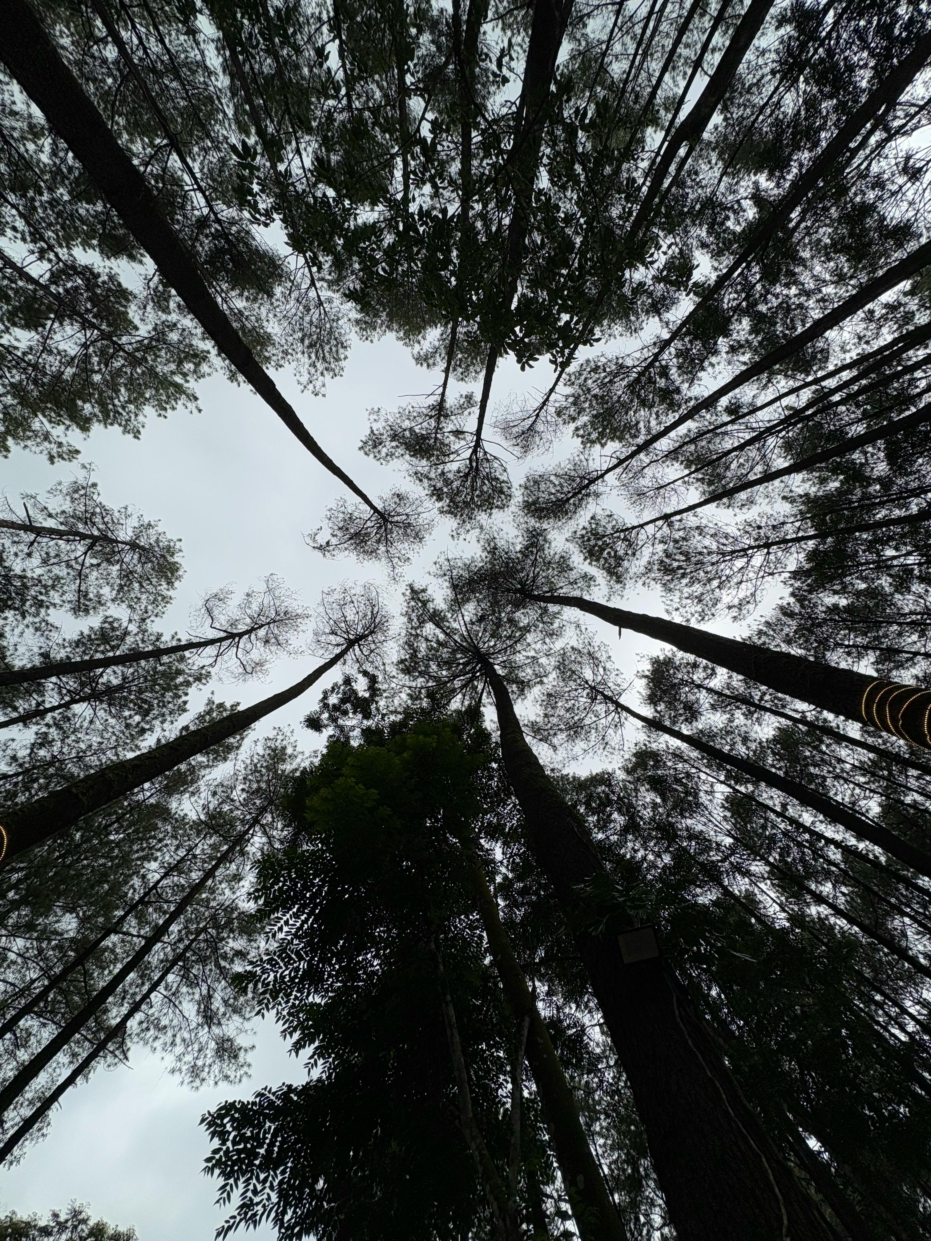 Towering Trees Viewed from Below in Forest · Free Stock Photo