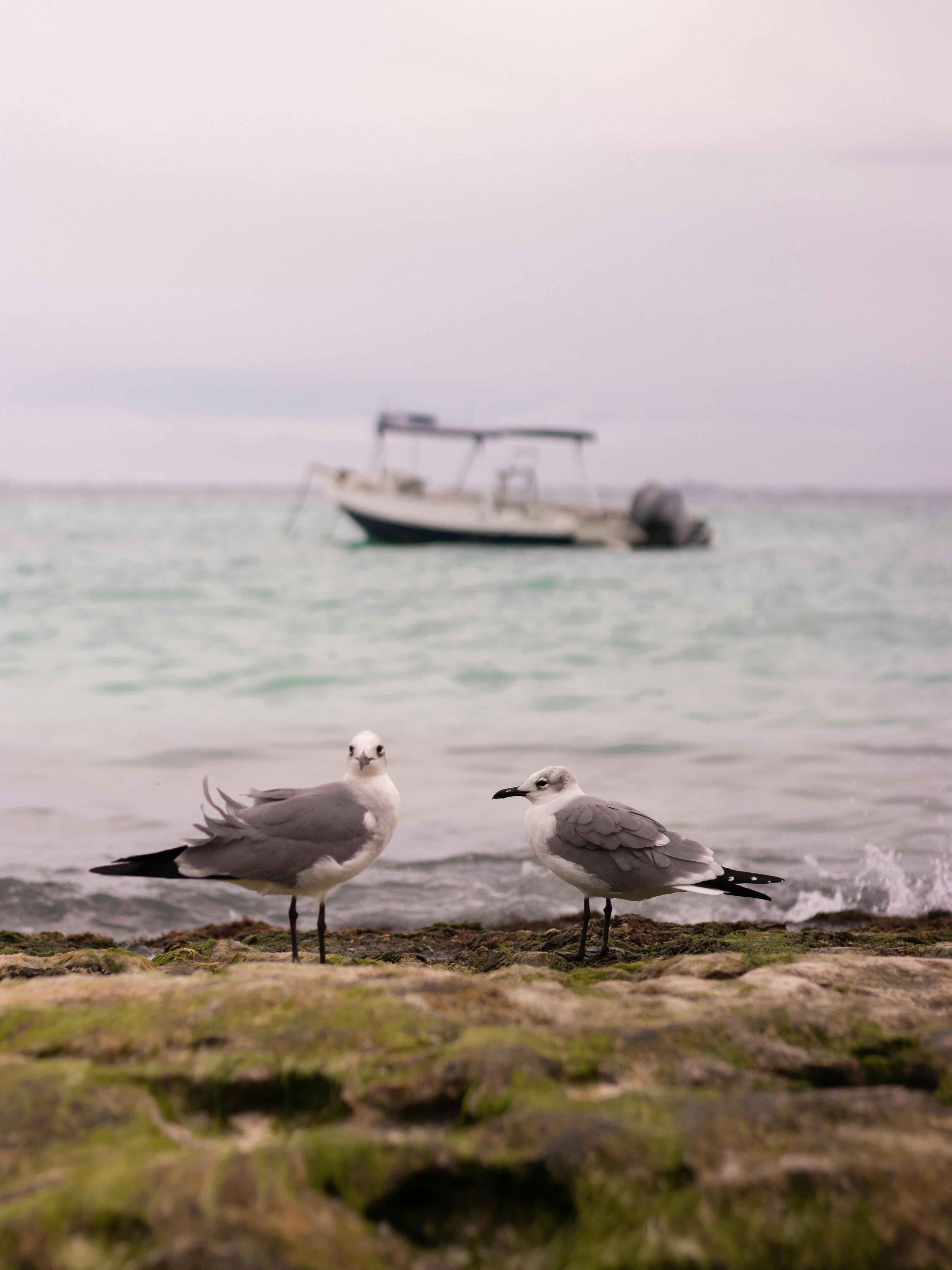 Seagulls Football Photos, Download The BEST Free Seagulls Football ...