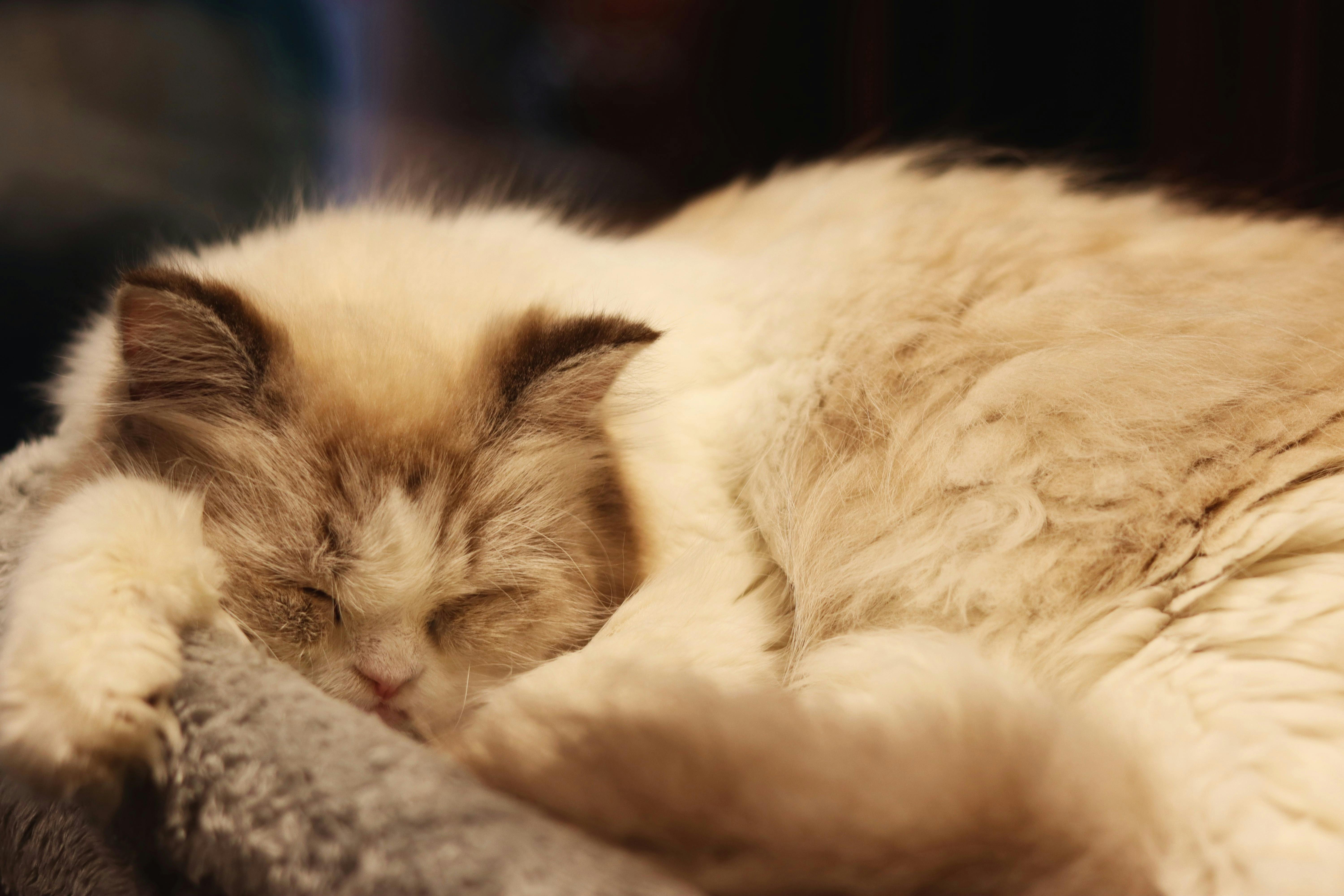 Sleep Images Photos, Download The BEST Free Sleep Images Stock Photos ...