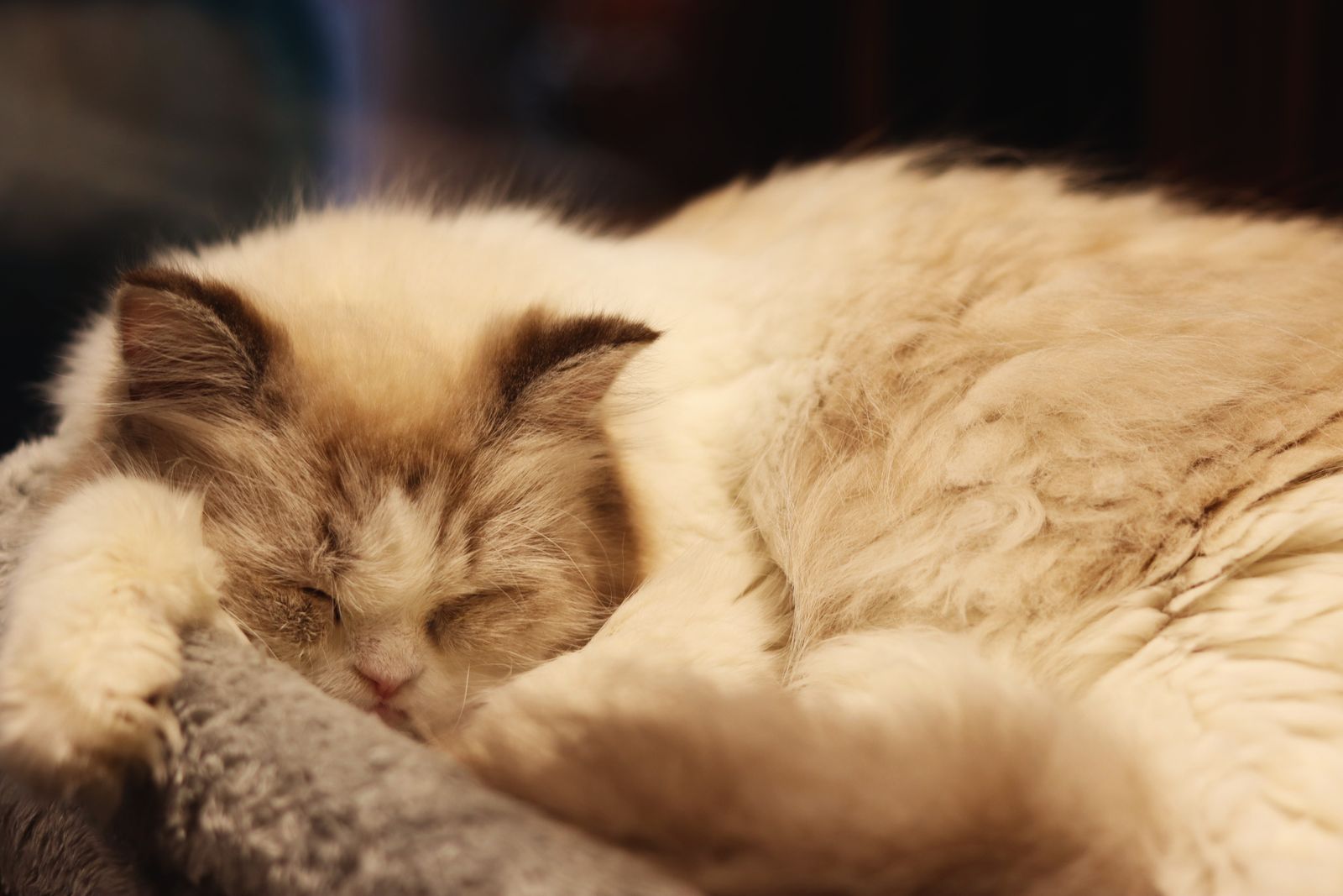 Sleep Images Photos, Download The BEST Free Sleep Images Stock Photos ...