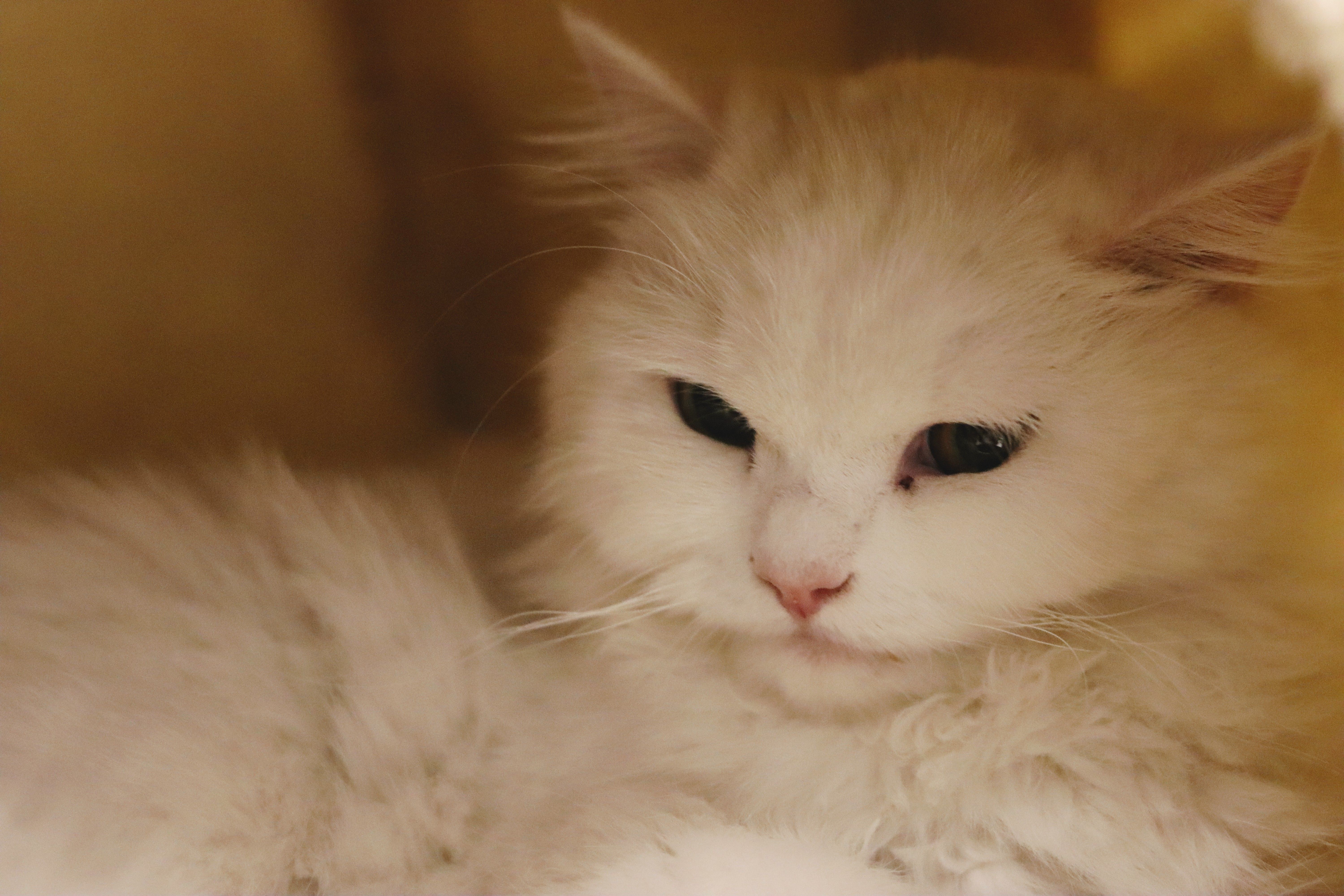 Adorable Fluffy White Cat Relaxing Indoors · Free Stock Photo