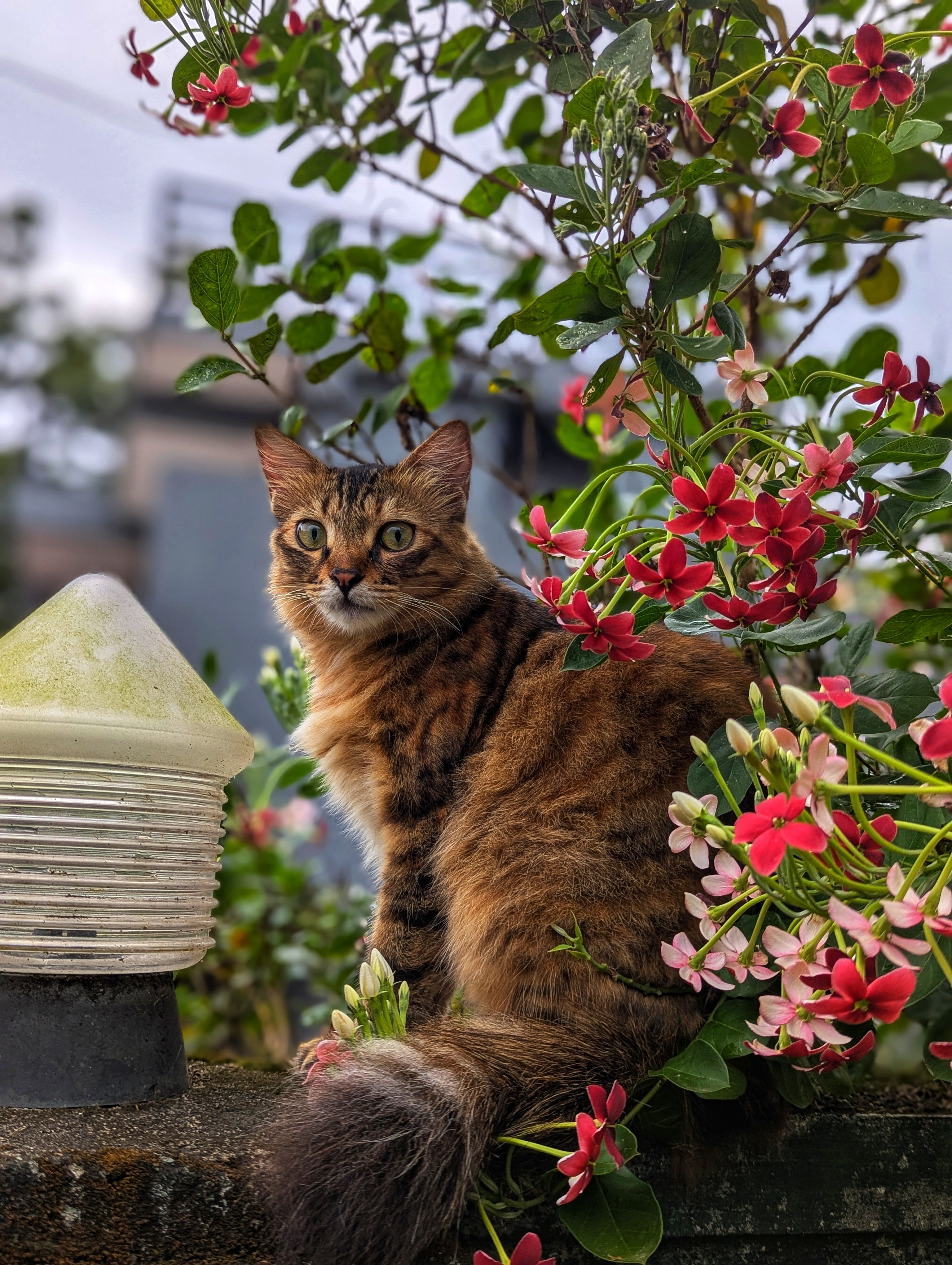 Charming Tabby Cat Amidst Vibrant Flowers in Sri Lanka · Free Stock Photo
