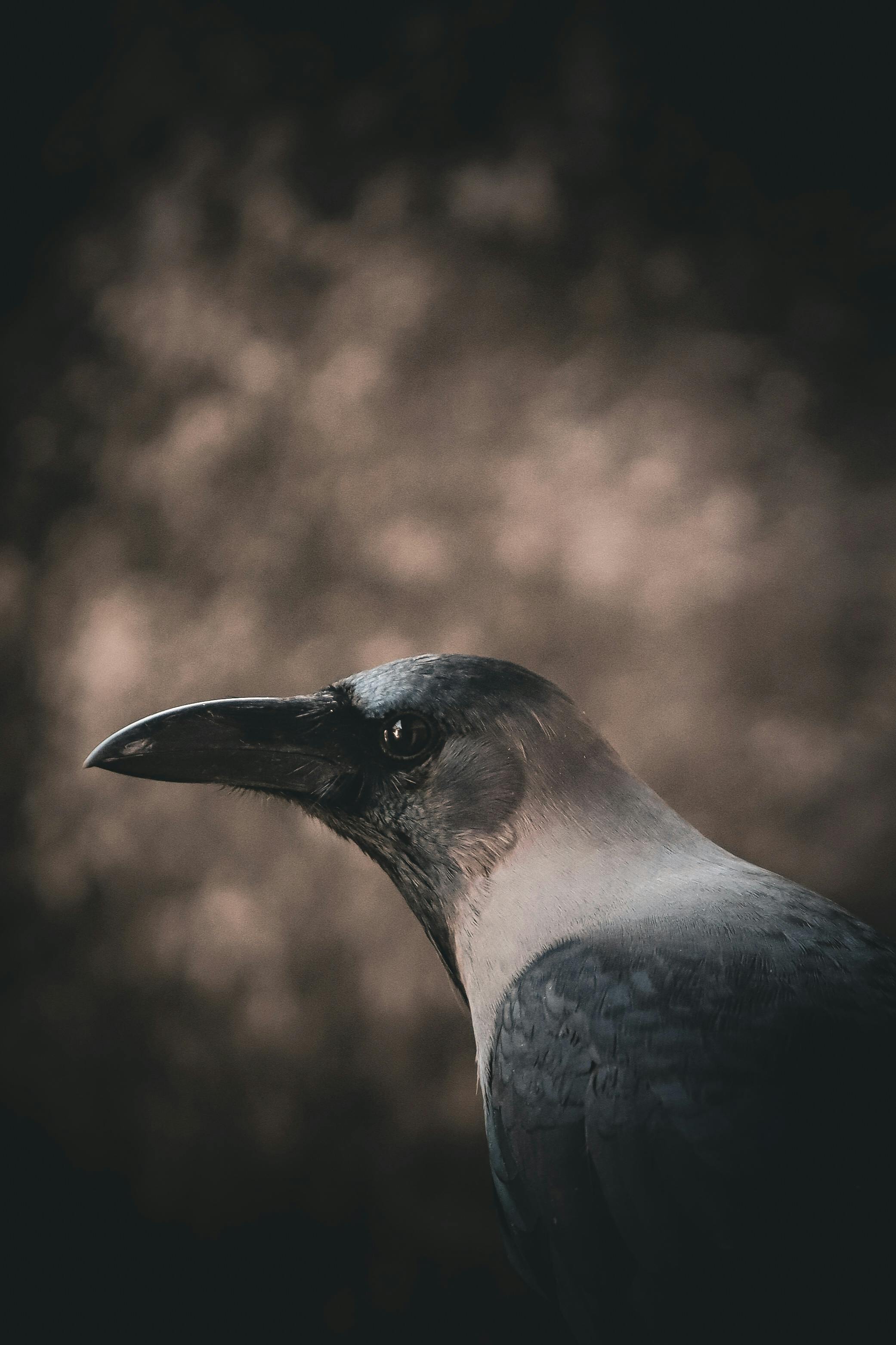 Close-up Portrait of an Intense Crow · Free Stock Photo