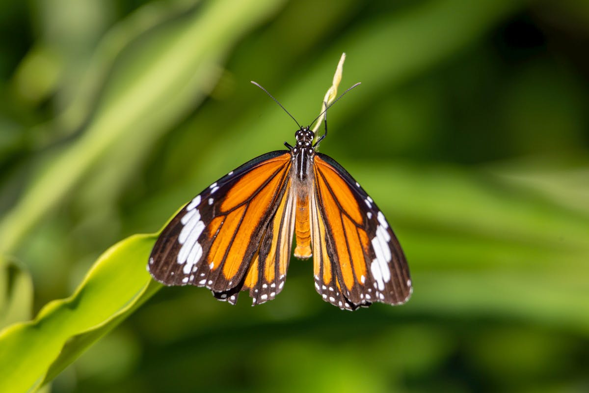Monarch Photos, Download The BEST Free Monarch Stock Photos & HD Images