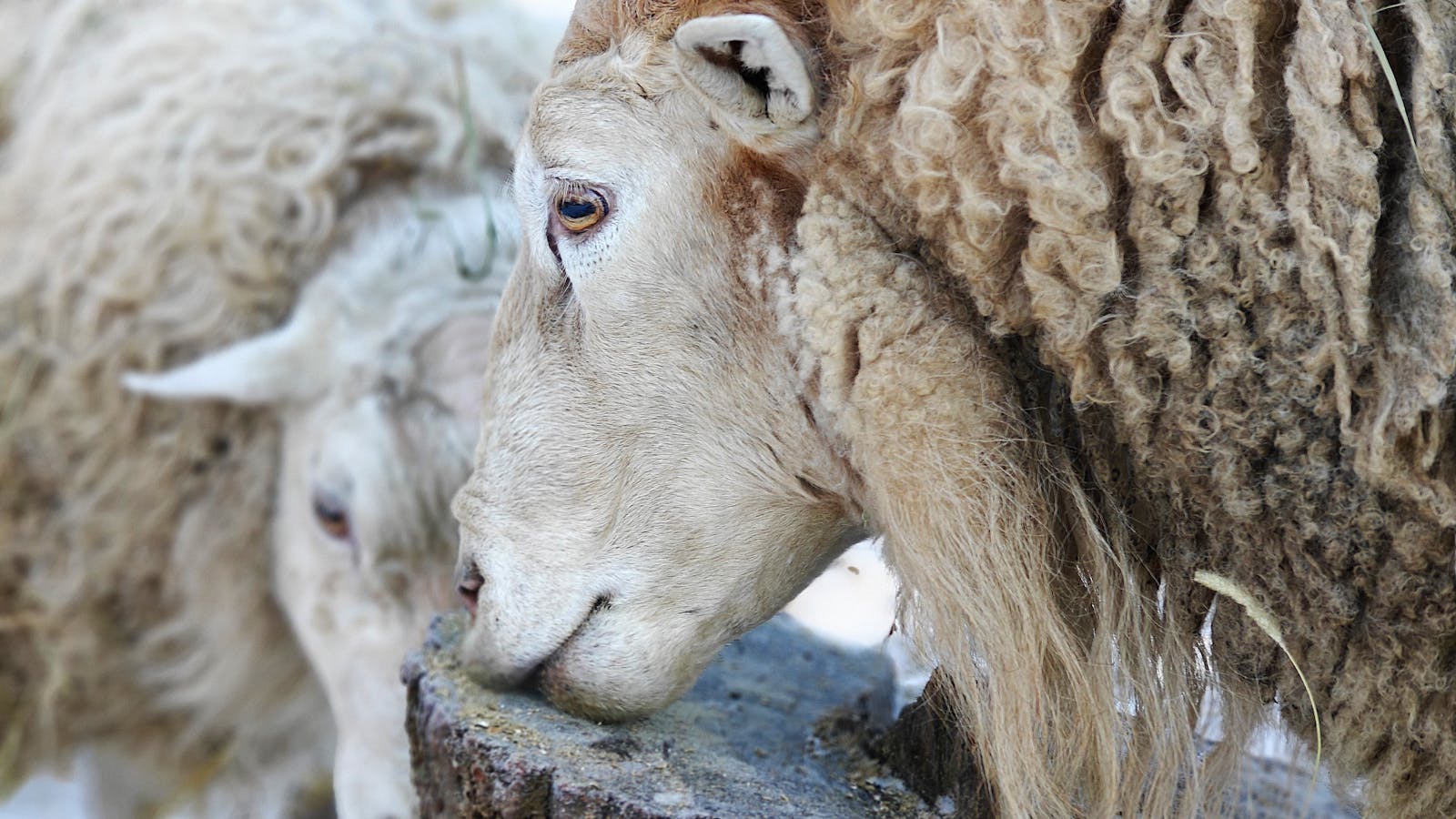 Katahdin Sheep Photos, Download The BEST Free Katahdin Sheep Stock ...