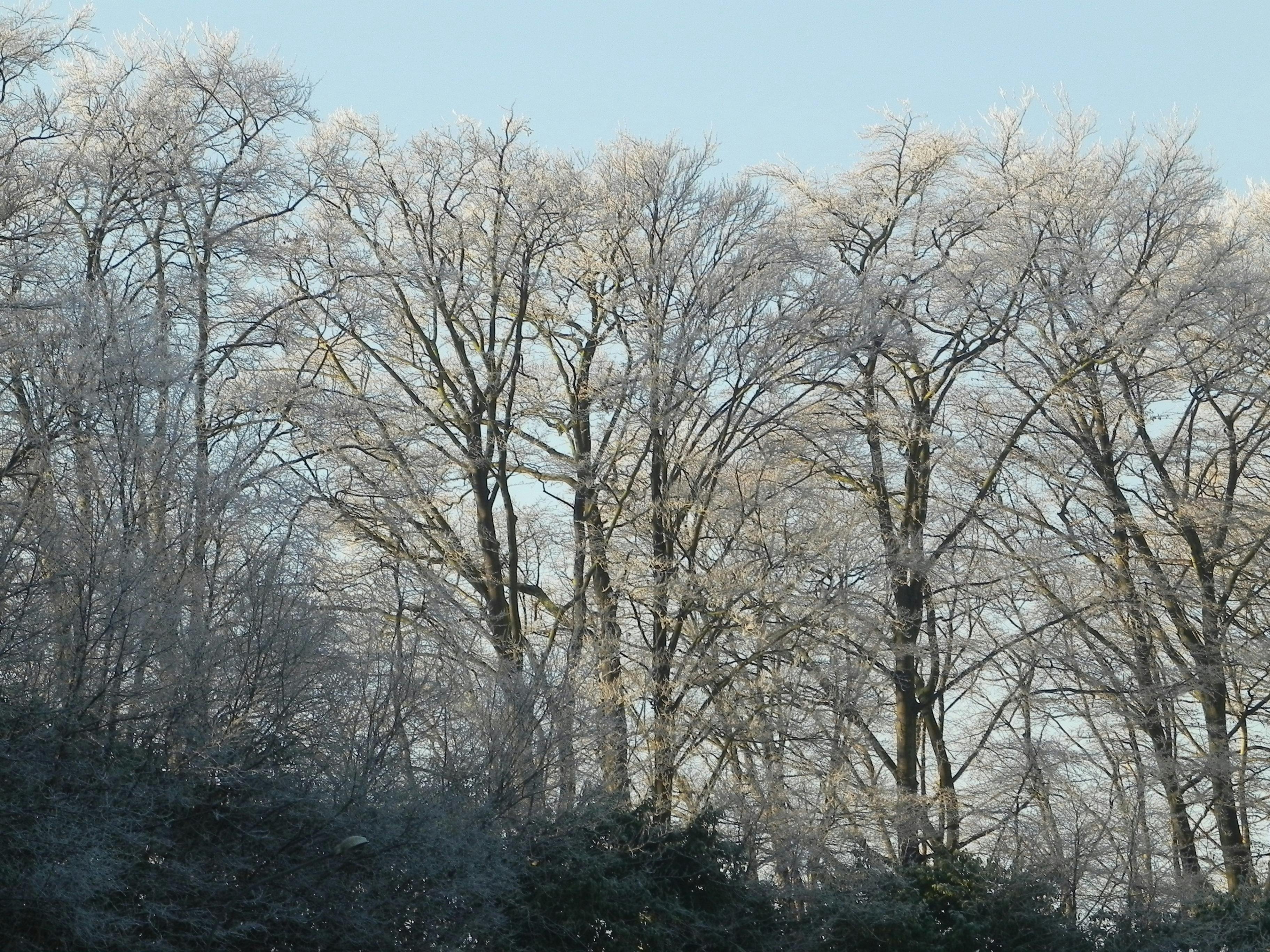 Frosty Winter Trees Under Clear Blue Sky · Free Stock Photo