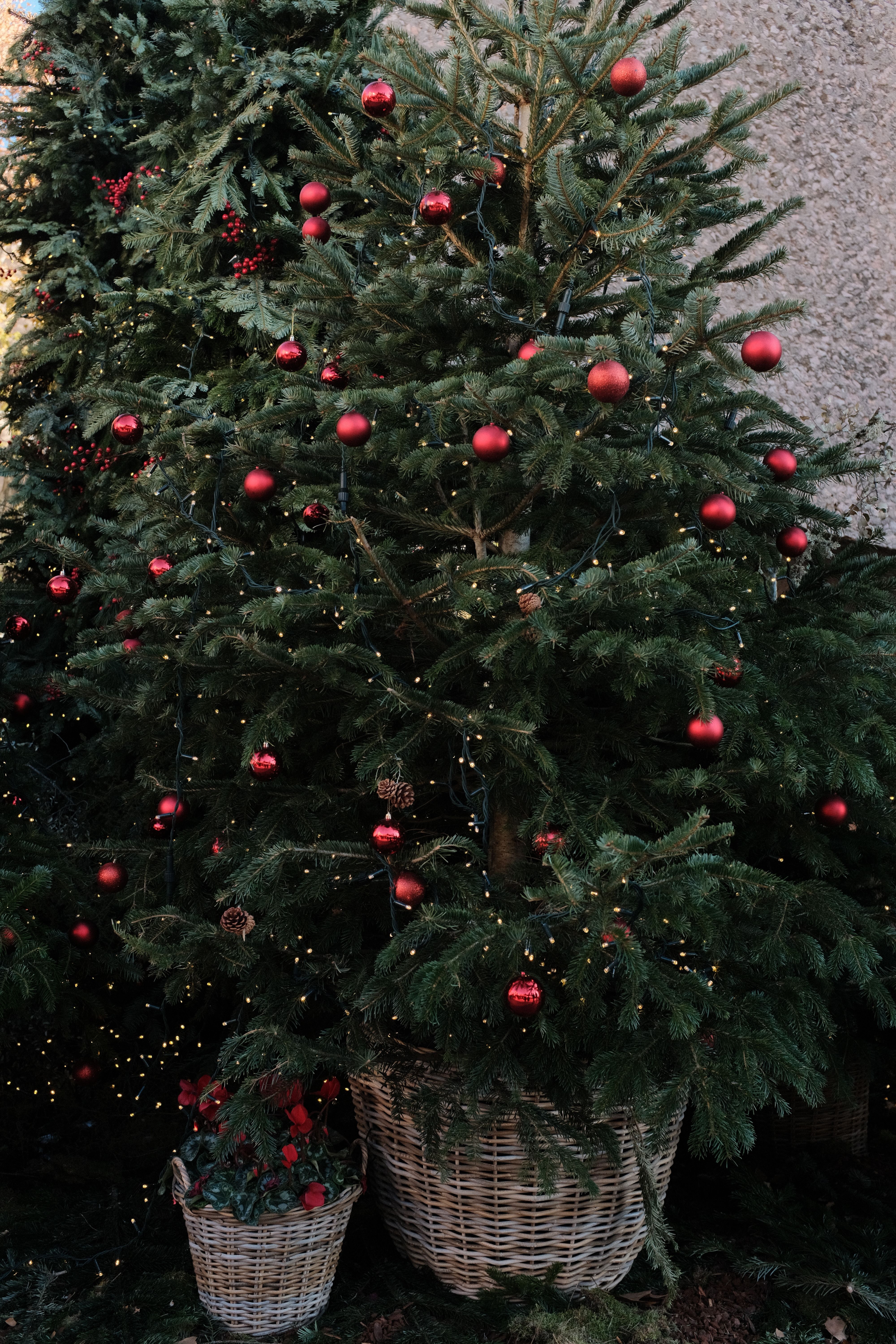 Christmas Ban Photos, Download The BEST Free Christmas Ban Stock Photos ...