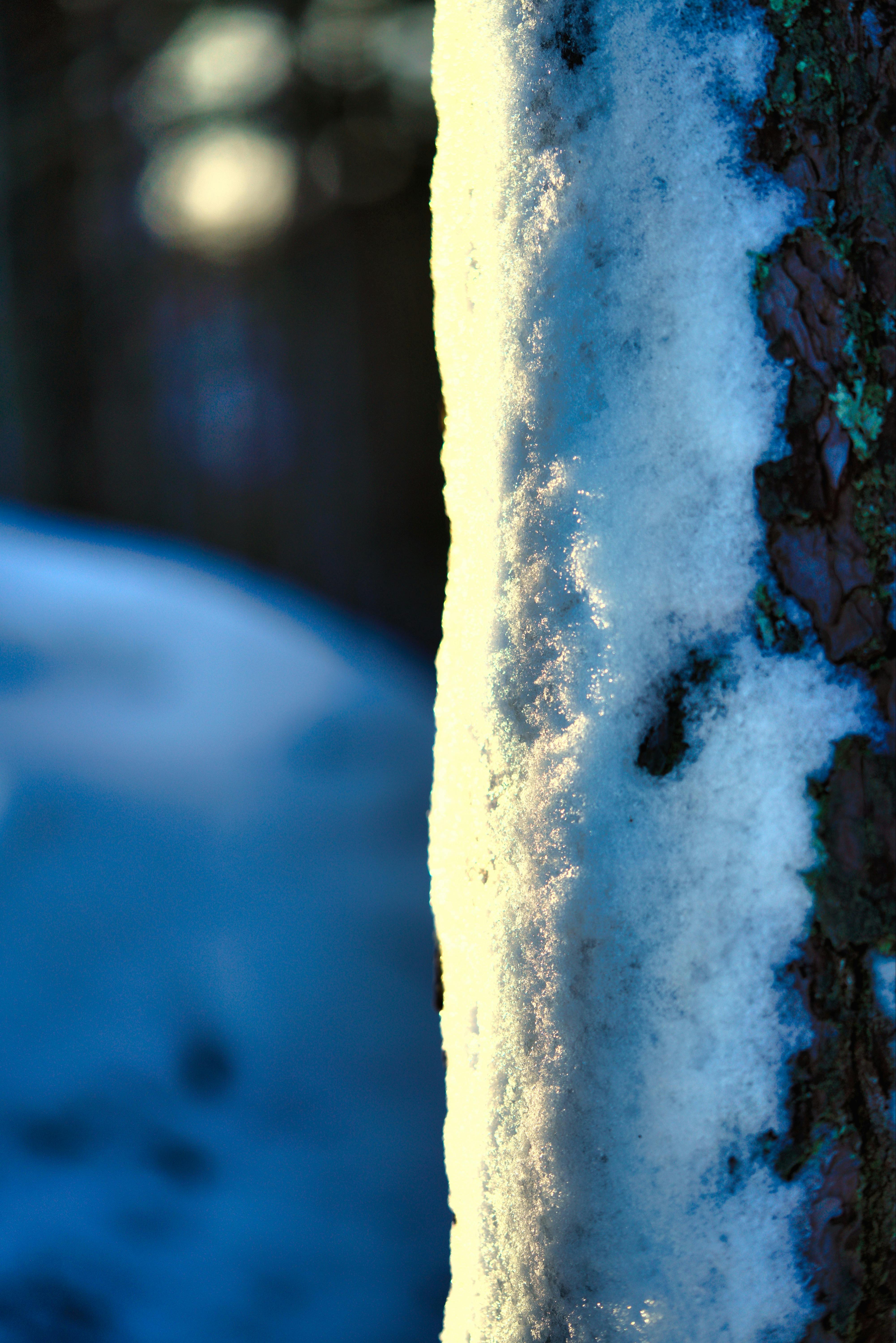 Winter Tree Trunk with Snow in Forest · Free Stock Photo