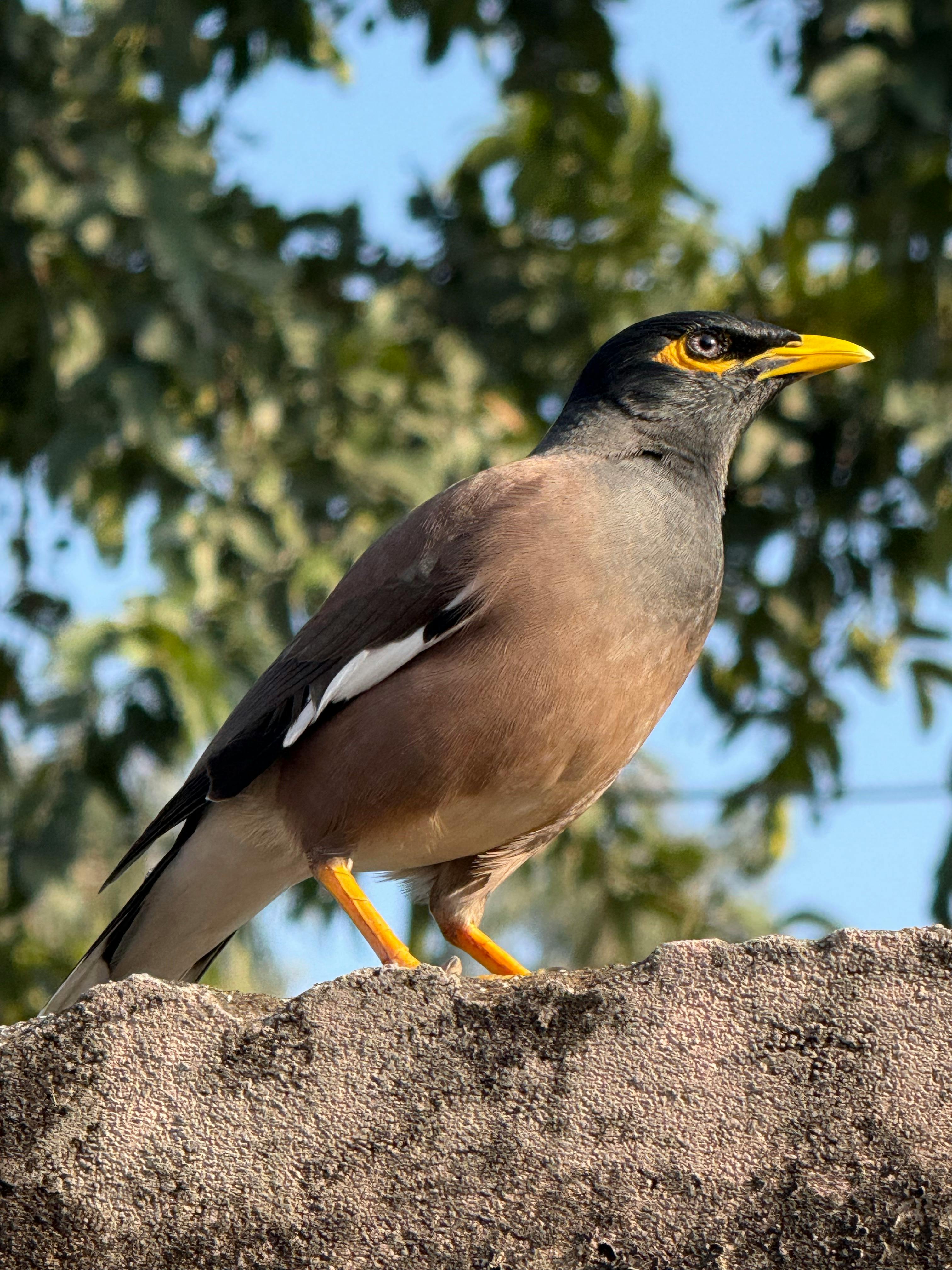 Close-up of a Common Myna Bird Outdoors · Free Stock Photo