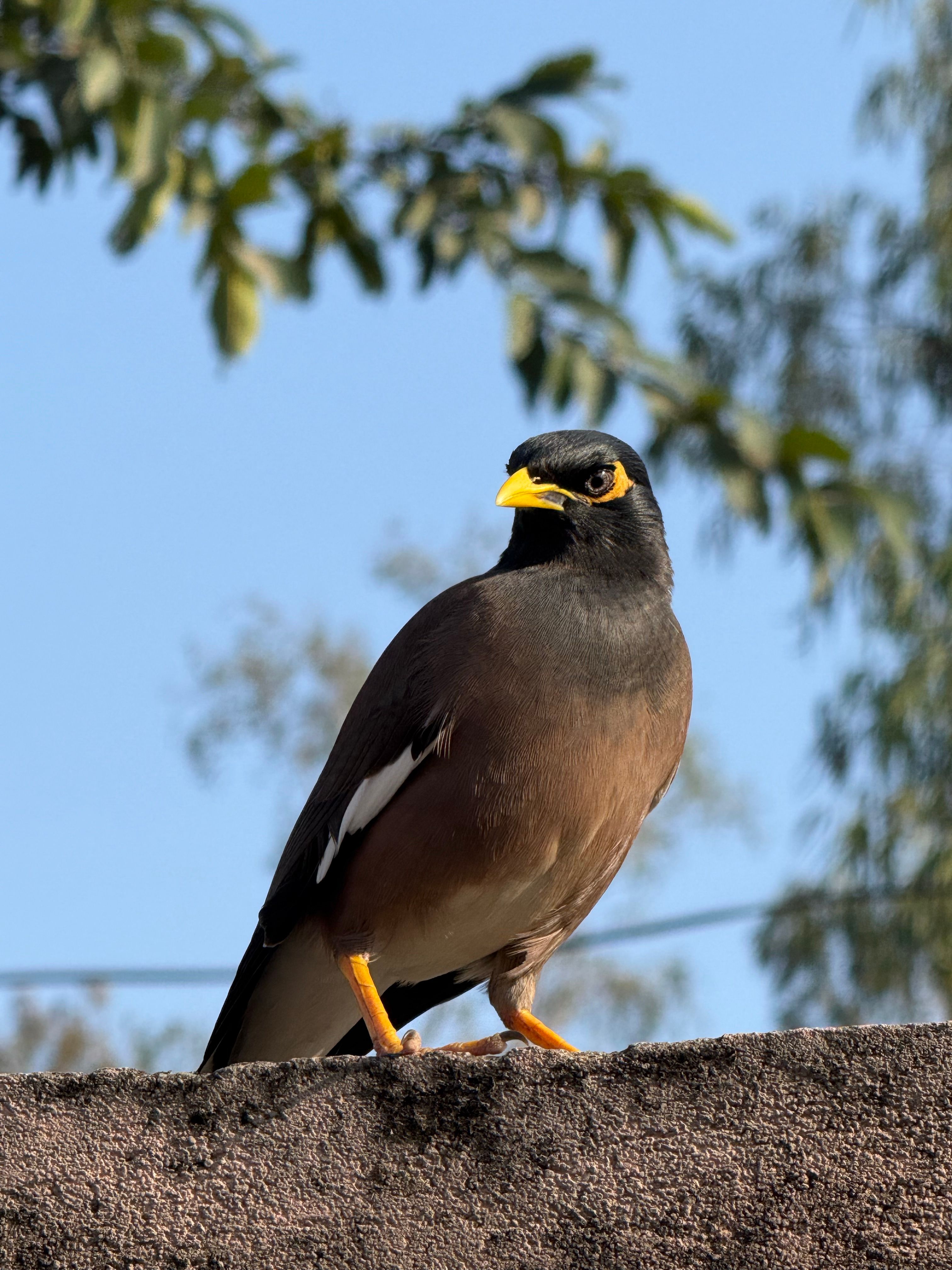 Common Mynah Bird Perched Outdoors Against Blue Sky · Free Stock Photo