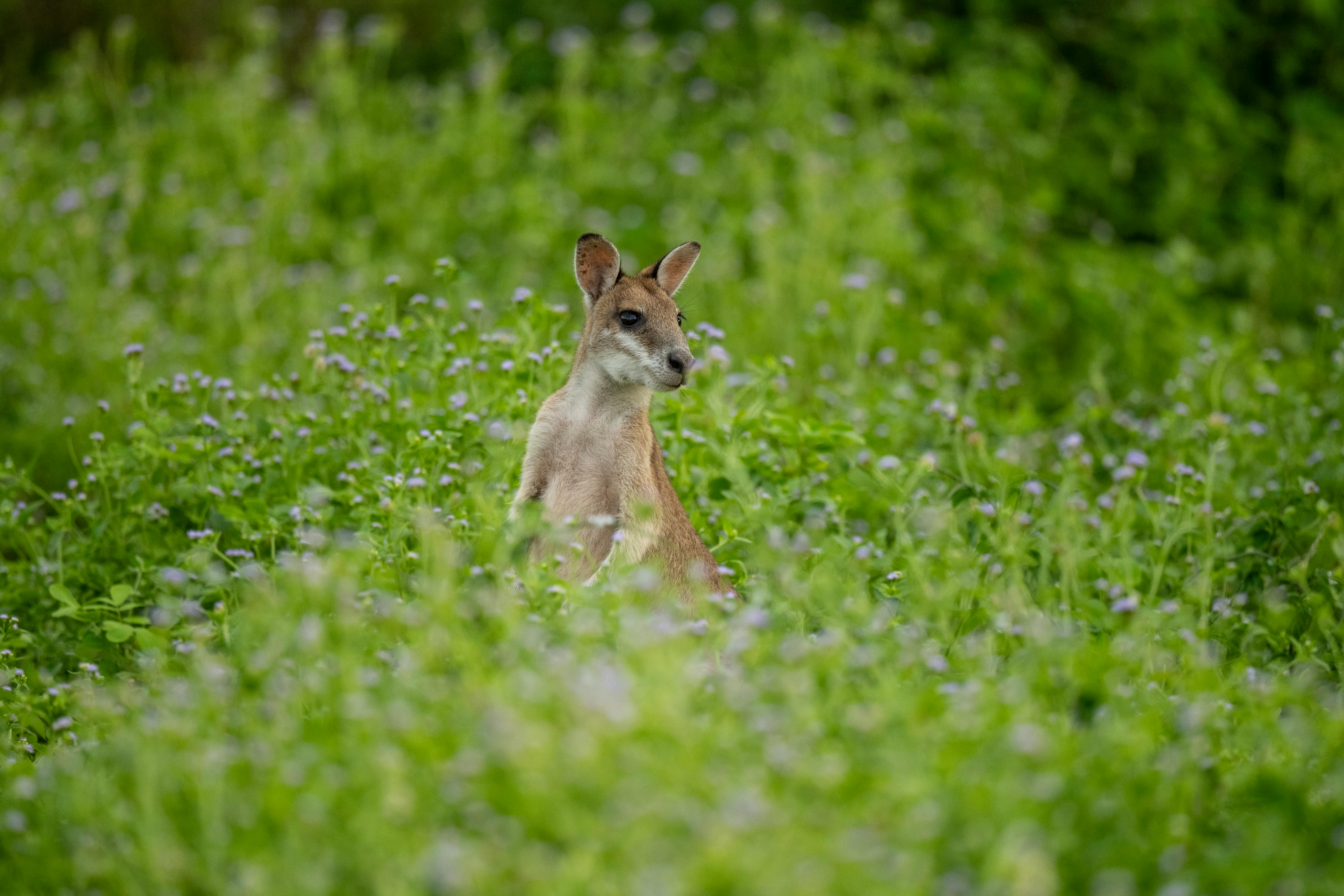 Wild Wallaby in Vibrant Green Meadow · Free Stock Photo
