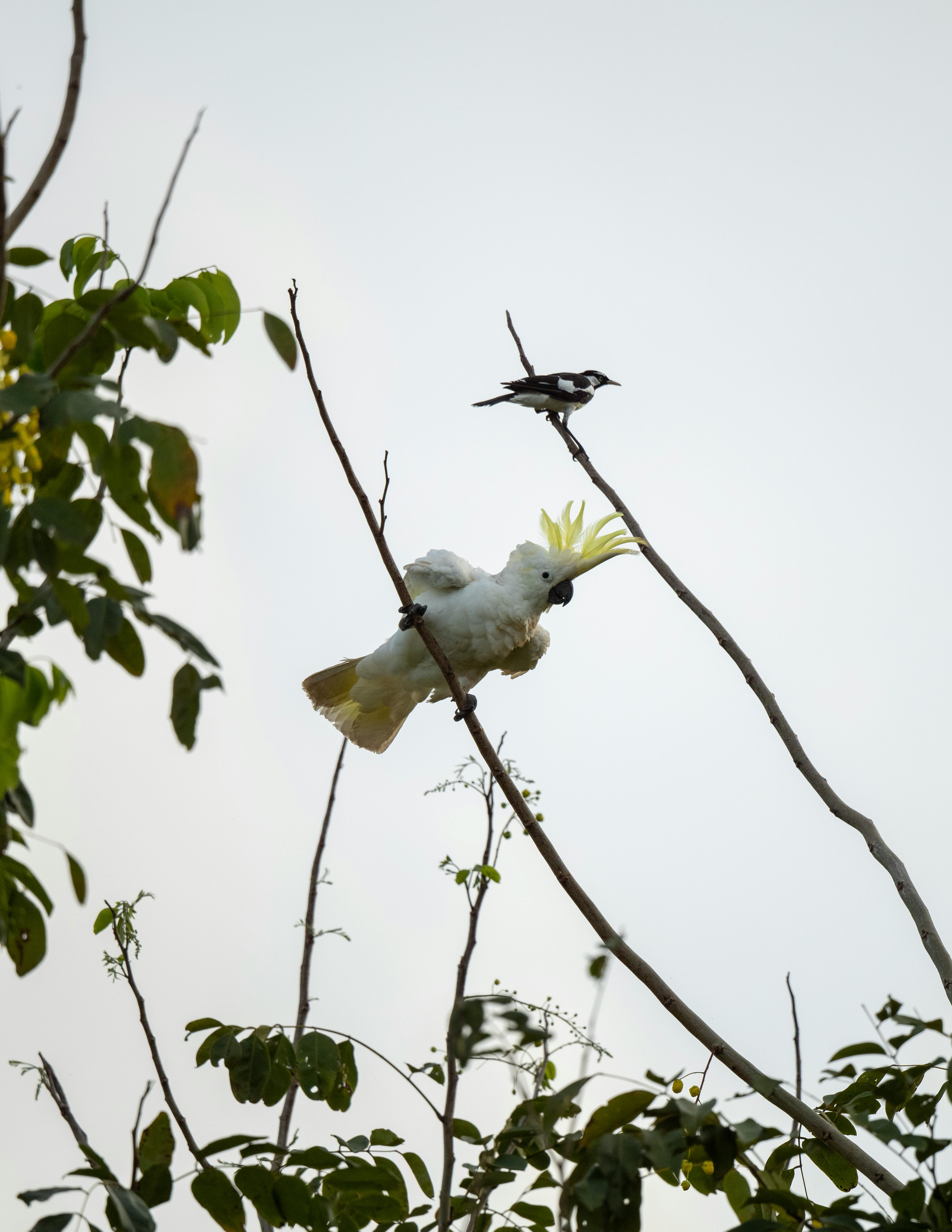 Wild Cockatoo and Bird Perched in Nature · Free Stock Photo