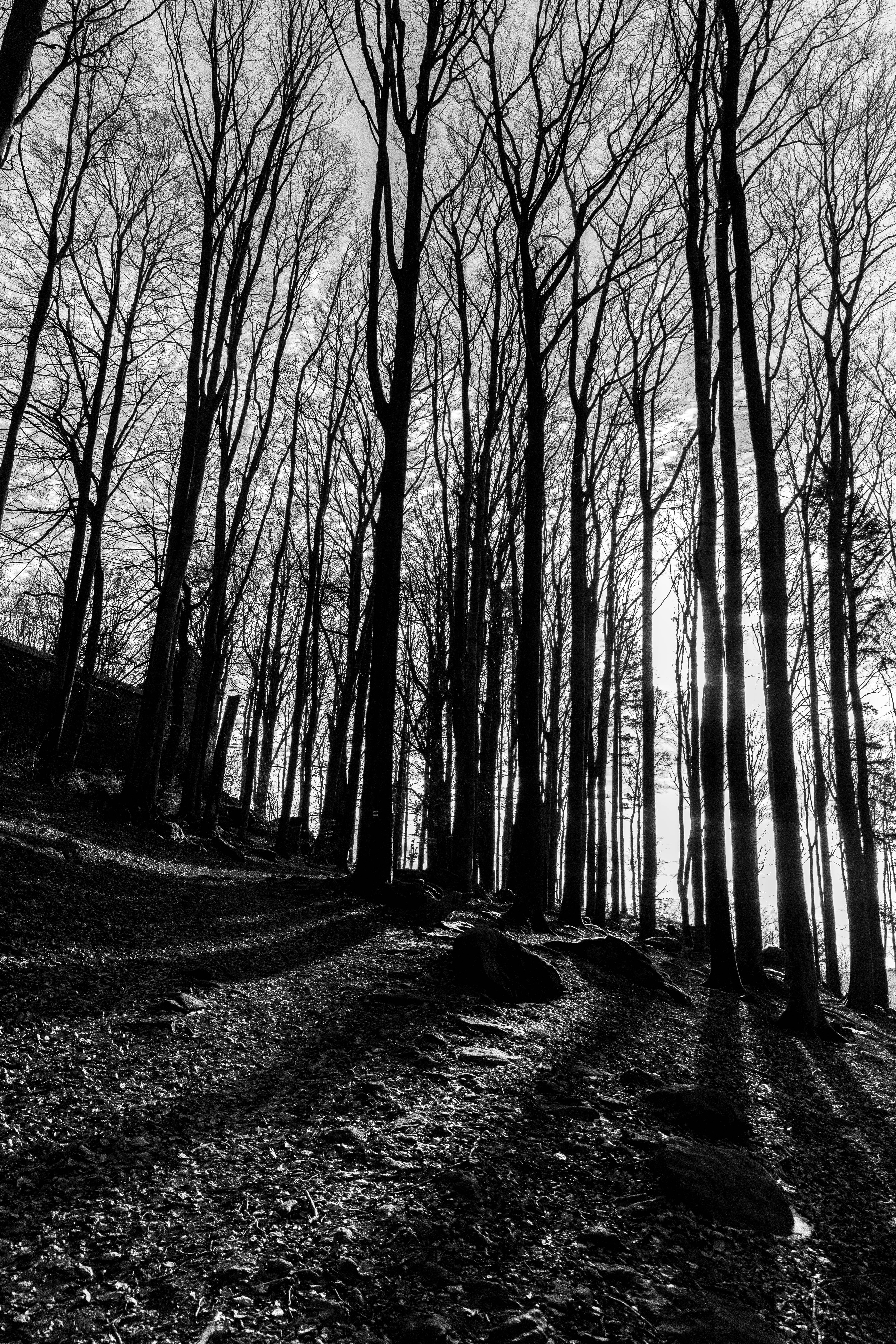Black and White Tall Trees in a Forest · Free Stock Photo