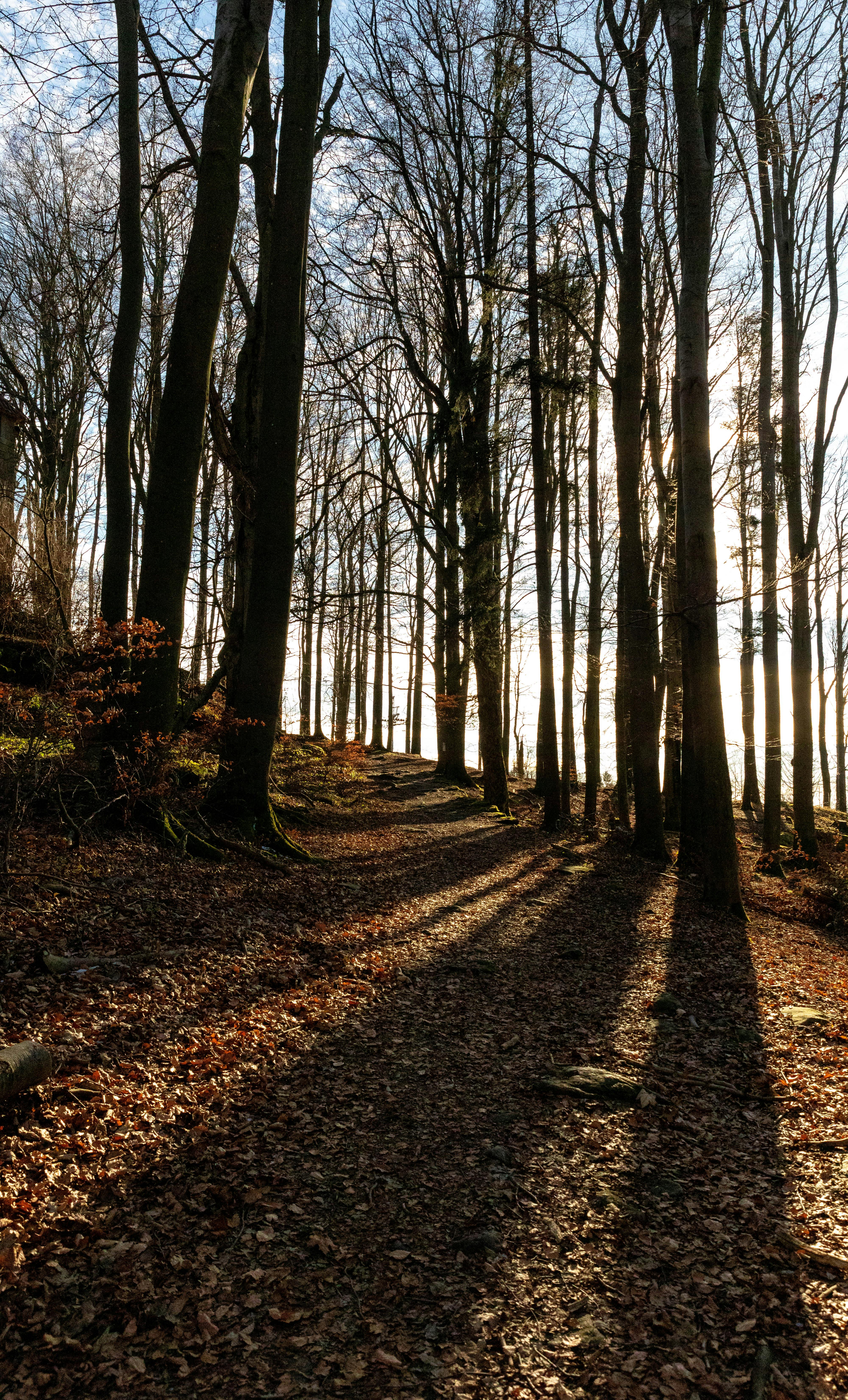 Chemin Forestier D'automne Ensoleillé Avec Des Arbres Nus · Photo gratuite