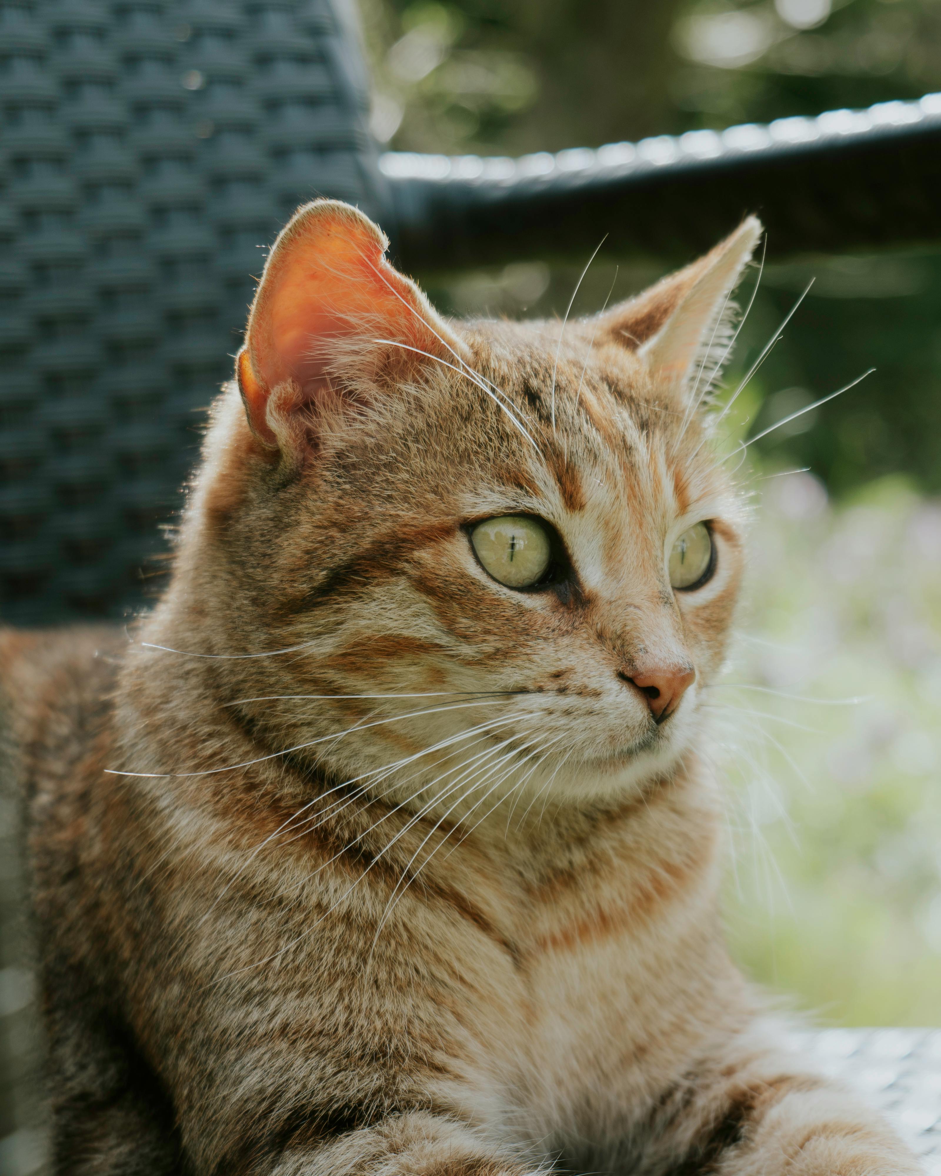 Feli Photos, Download The BEST Free Feli Stock Photos & HD Images