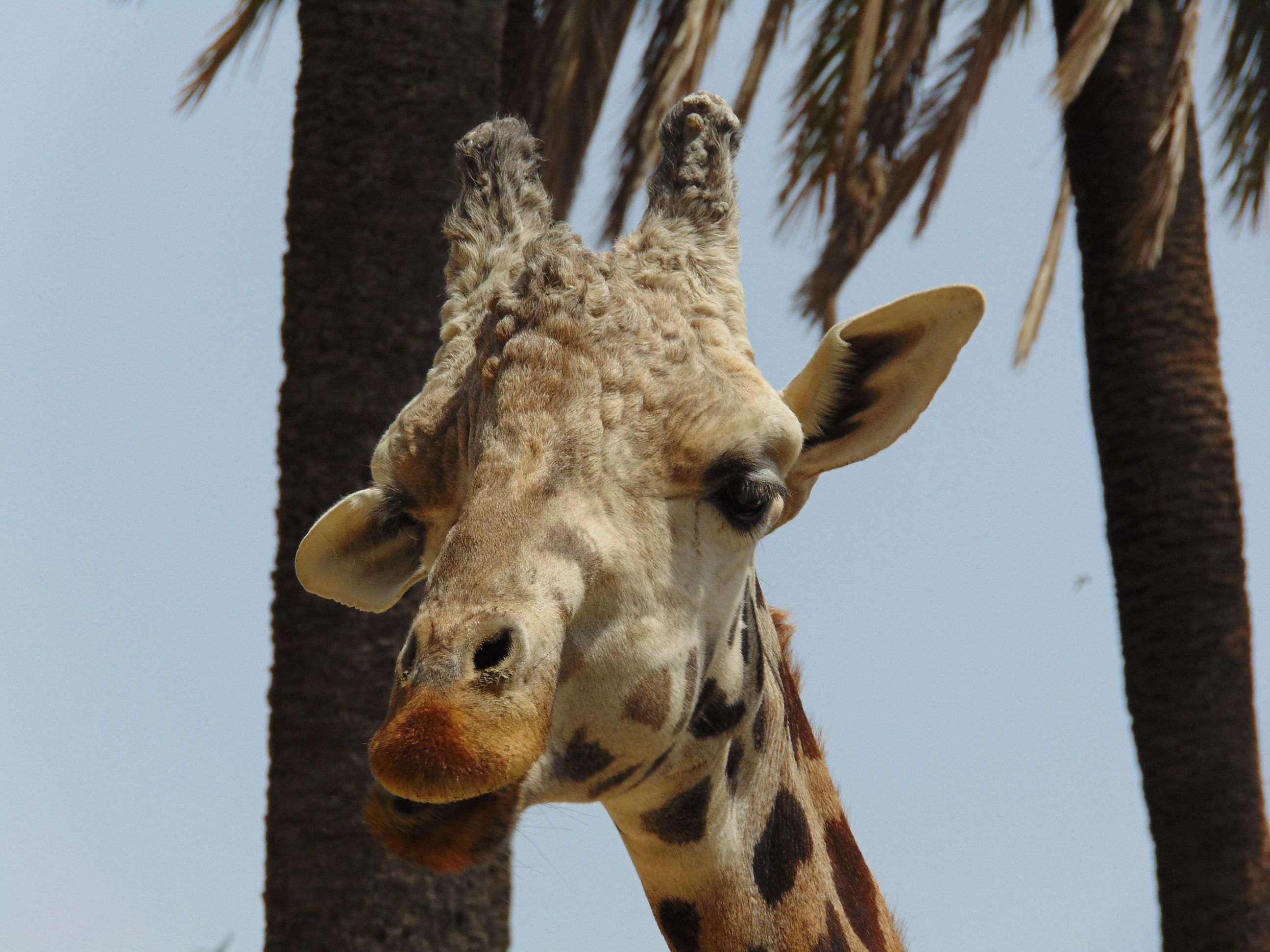 Animals Reference Photos, Download The BEST Free Animals Reference ...