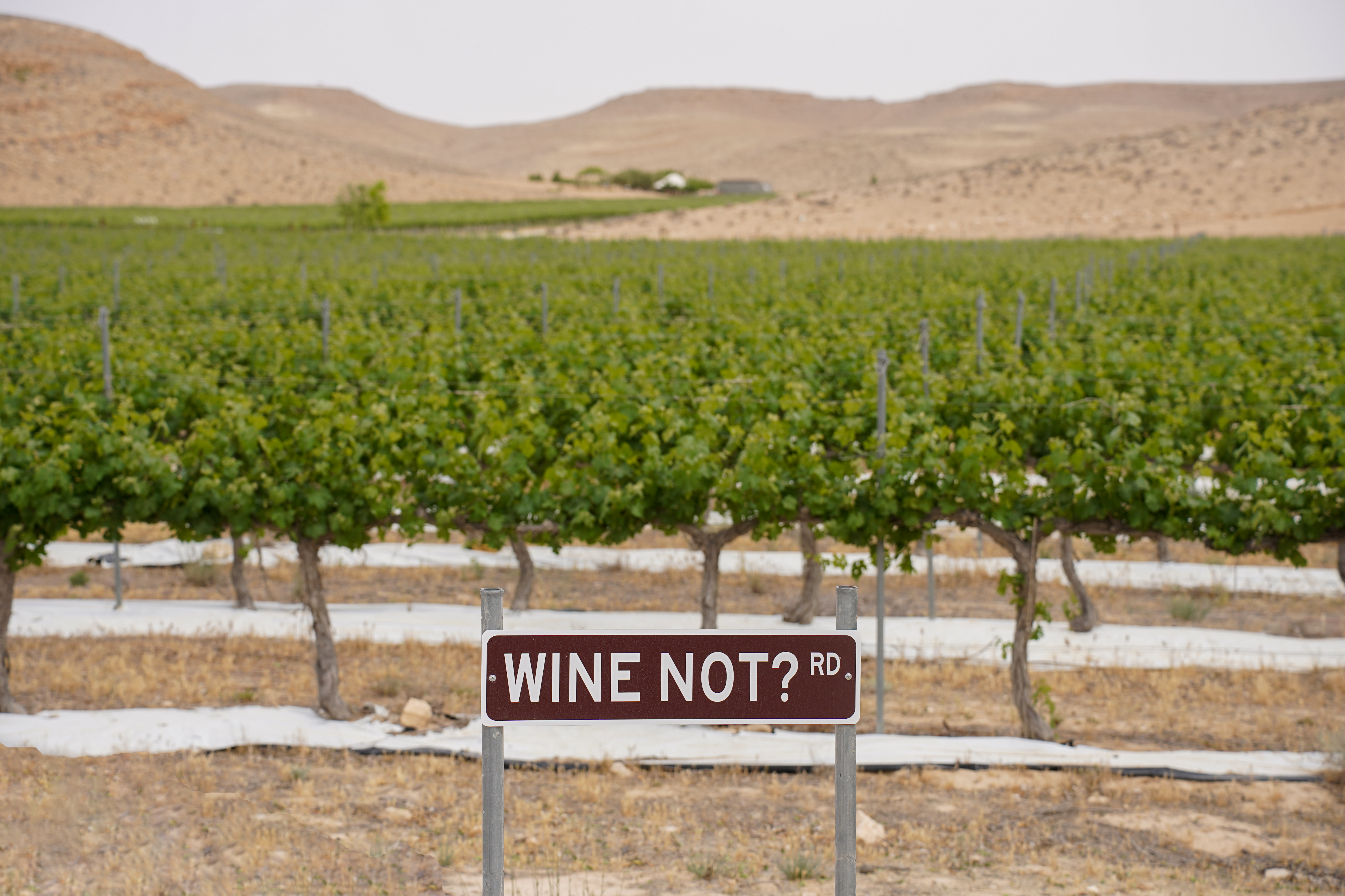 Vineyard and Humorous Wine Road Sign in Israel · Free Stock Photo