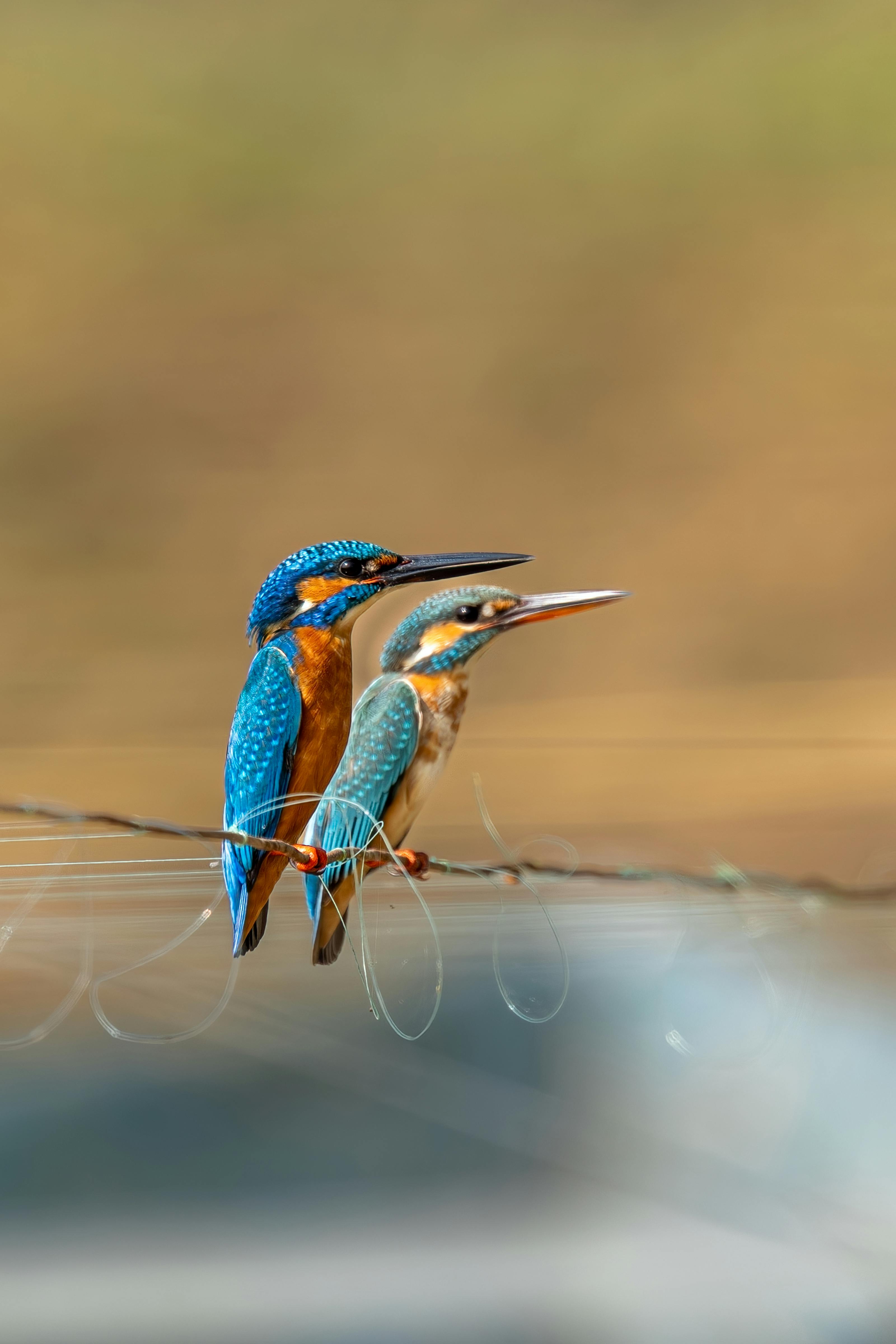 Kingfisher Wallpaper Photos, Download The BEST Free Kingfisher ...