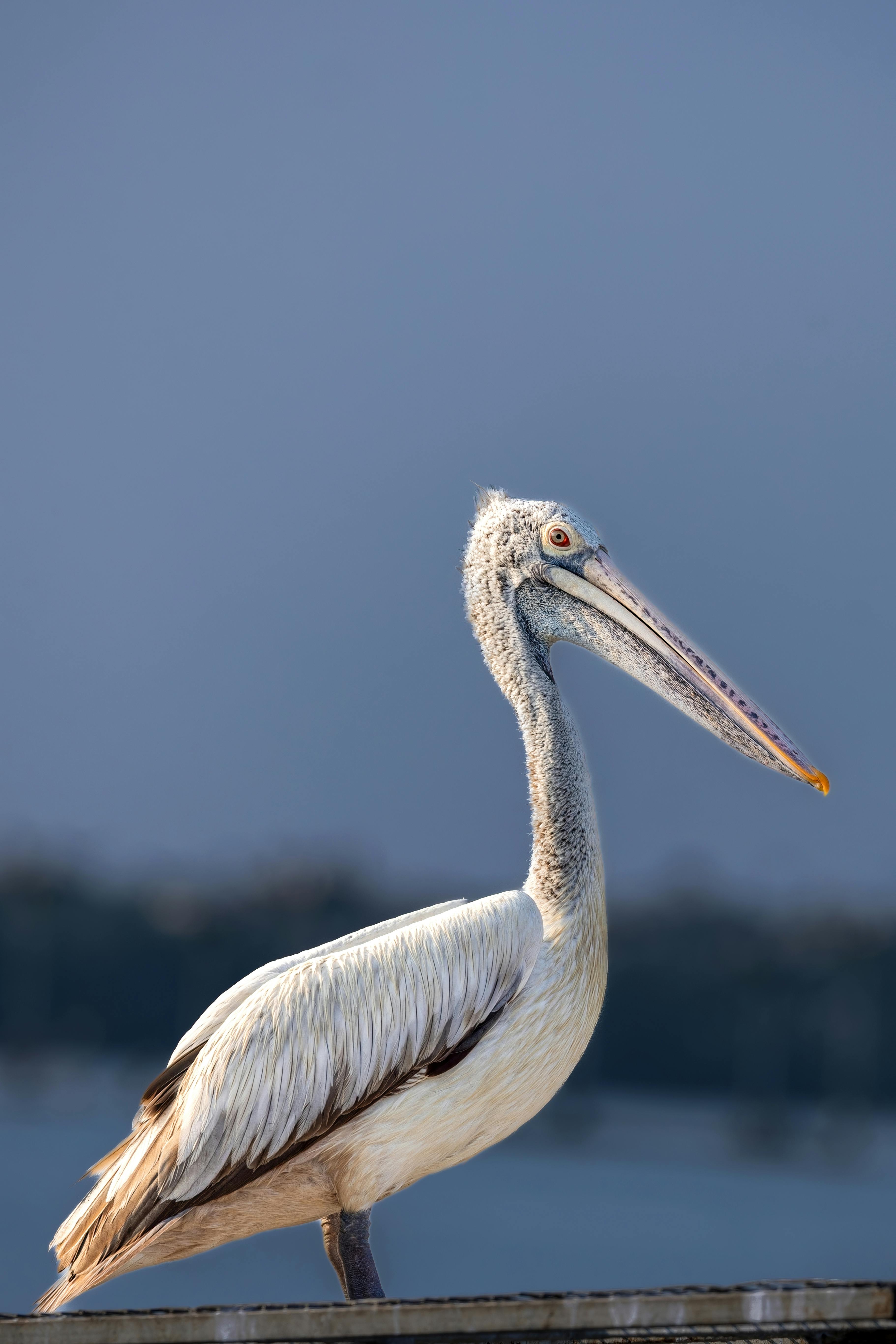 Hd Sinari Photos, Download The BEST Free Hd Sinari Stock Photos & HD Images