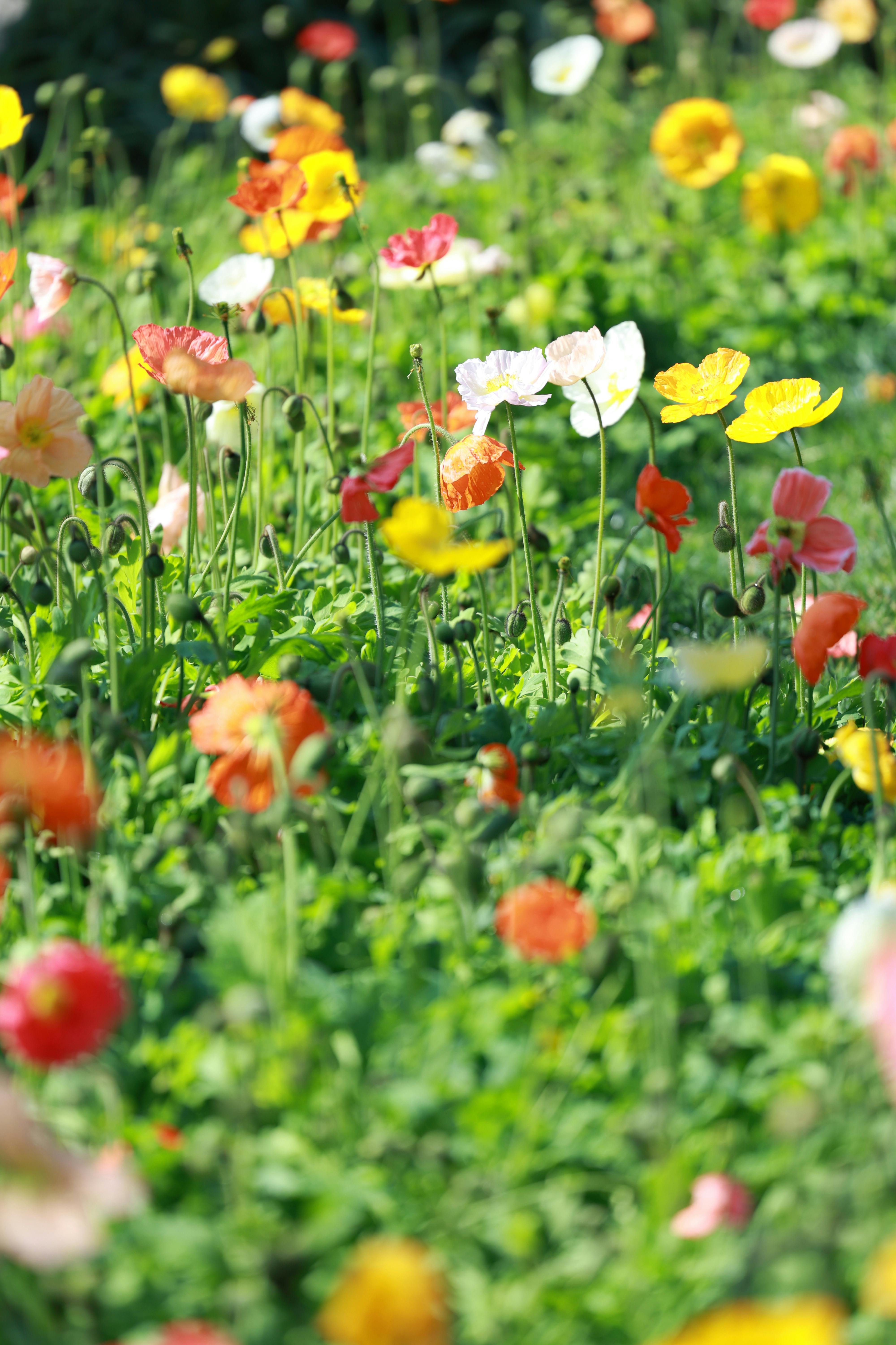 Colorful Poppy Field in Full Bloom Outdoors · Free Stock Photo