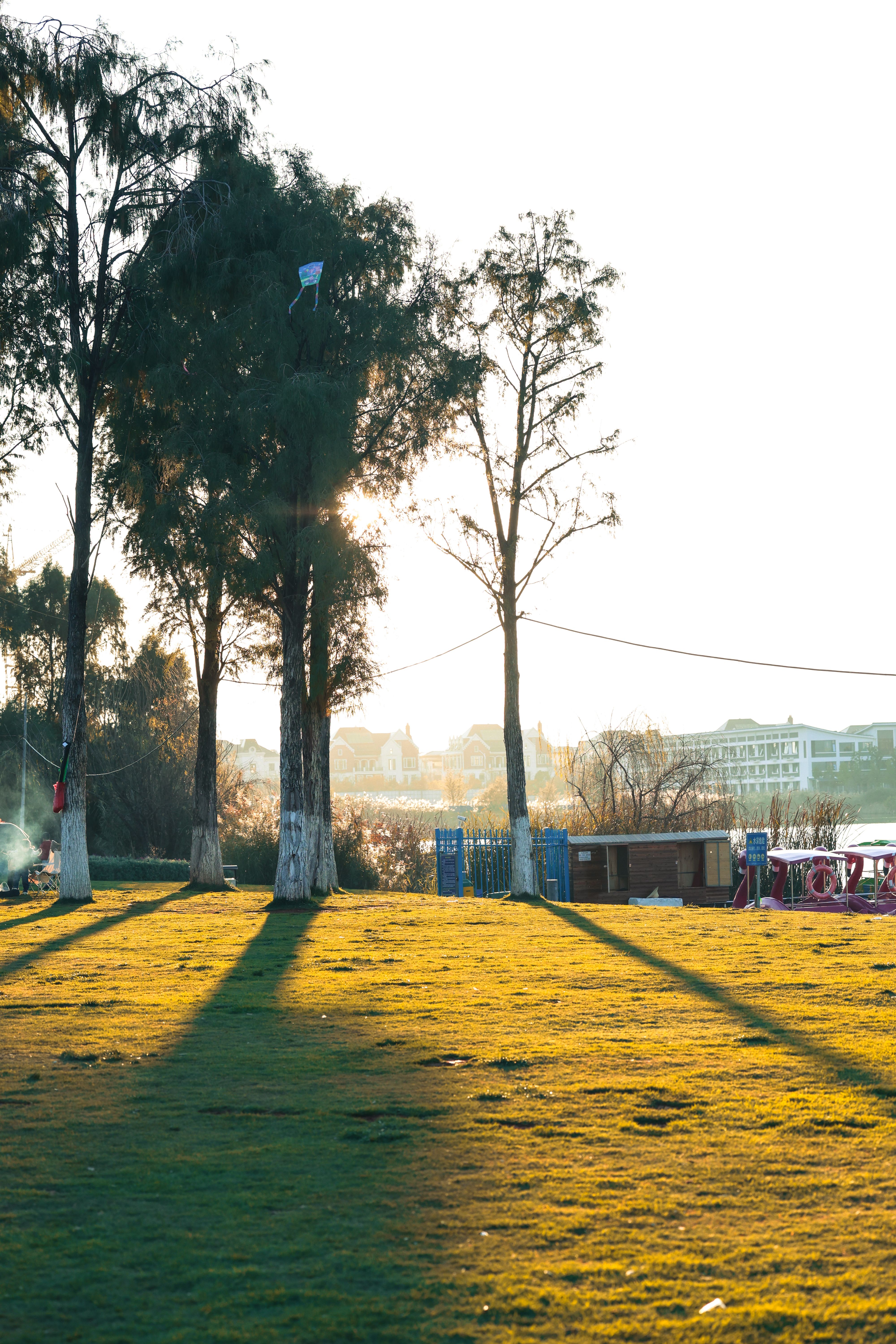 Serene Park Landscape Backlit by the Setting Sun · Free Stock Photo