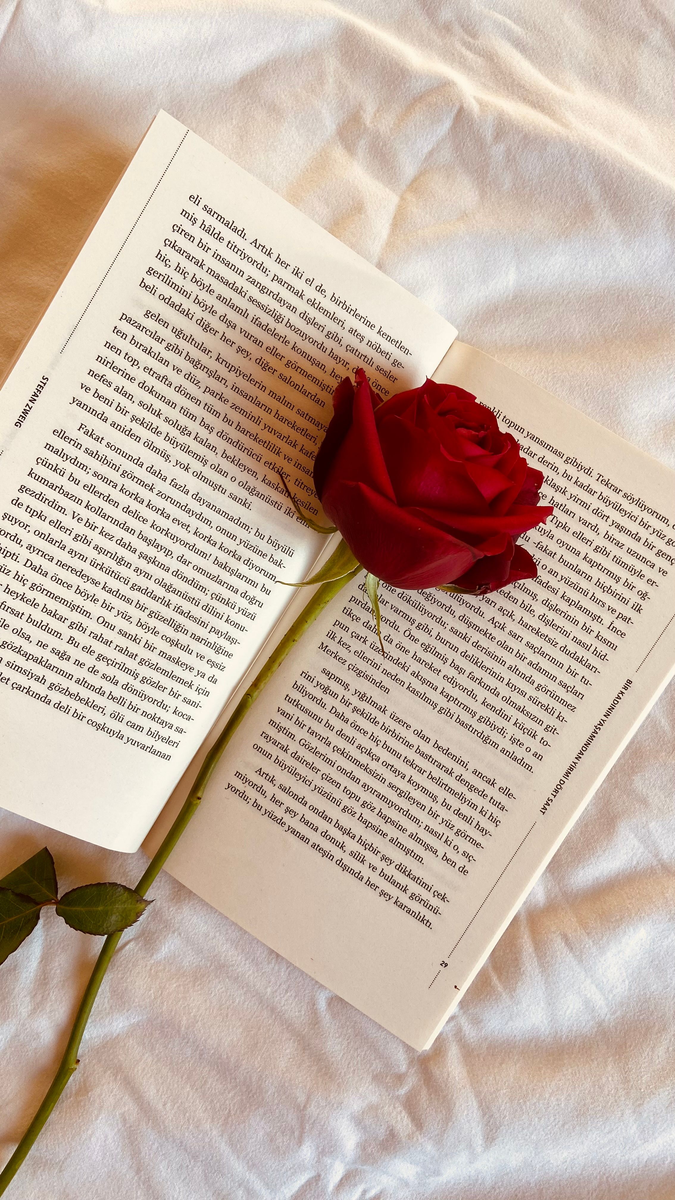 Romantic Red Rose on Open Book with Soft Light · Free Stock Photo