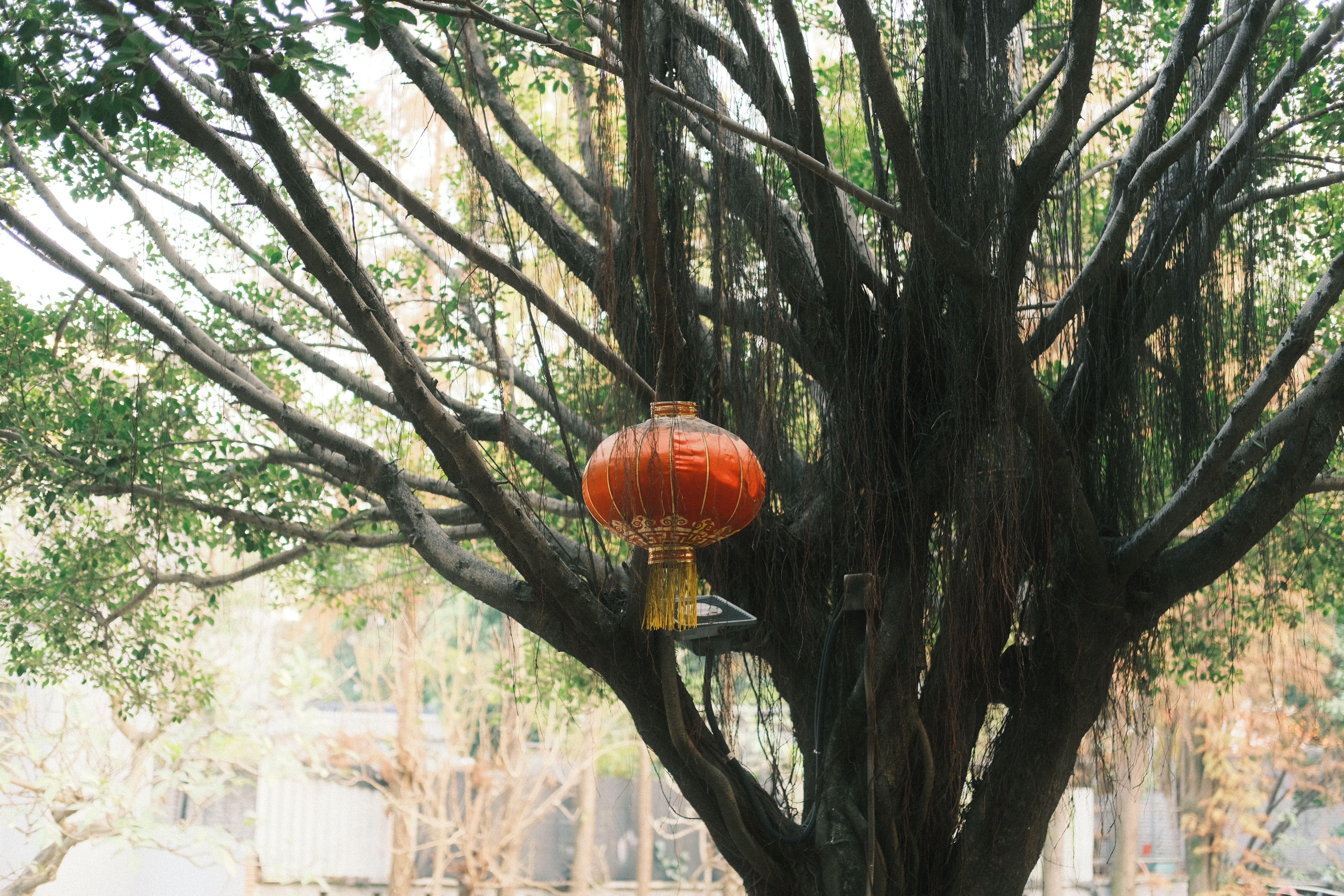 Red Lantern Hanging from Tree for Asian Festival · Free Stock Photo