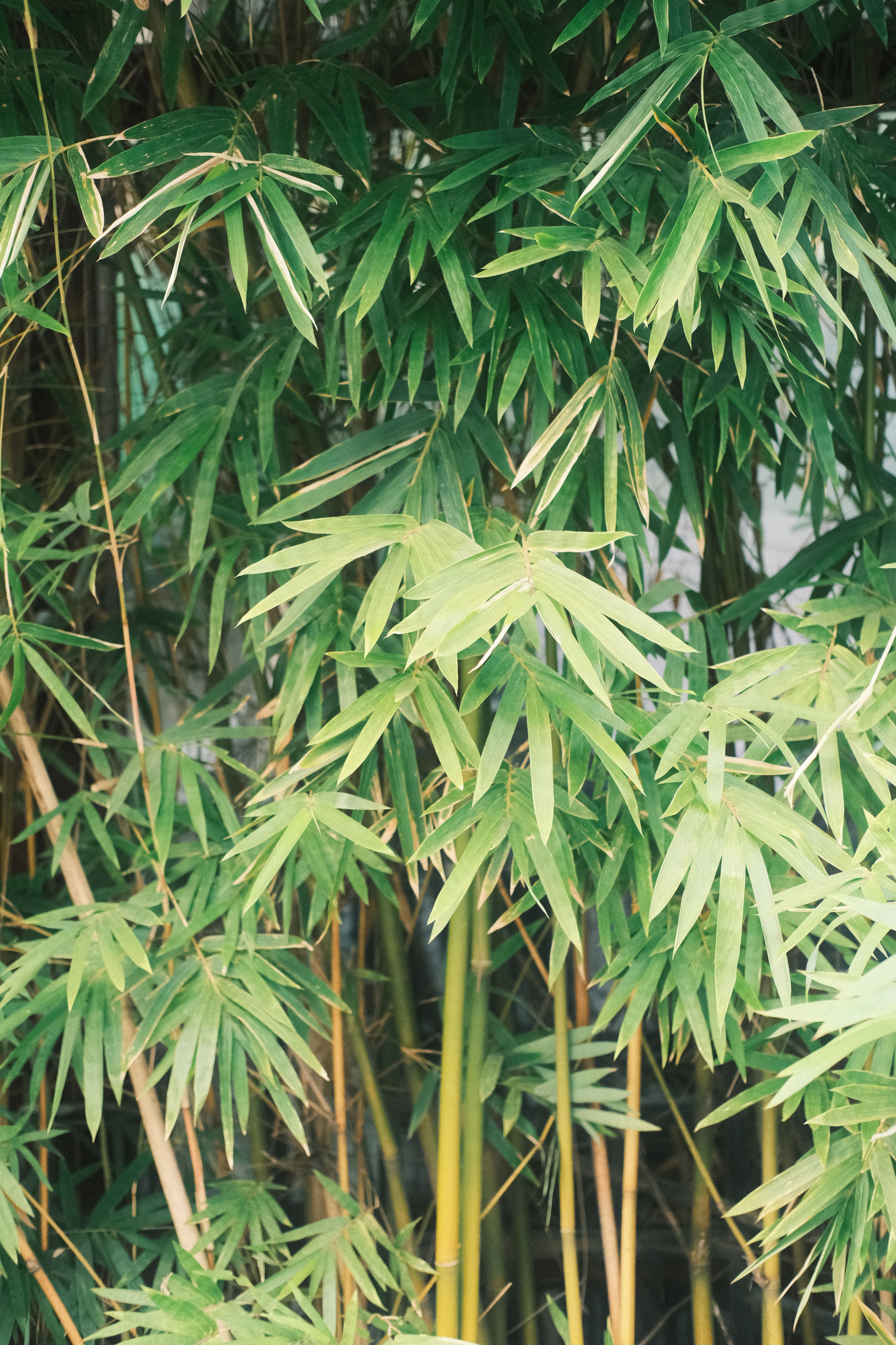 Lush Green Bamboo Foliage in Natural Setting · Free Stock Photo